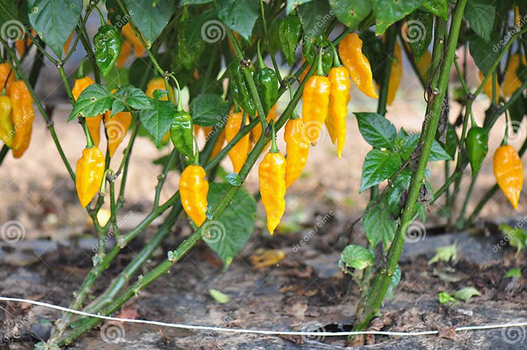 Hot Pepper Farm stock image. Image of cayenne, freshness - 26622035