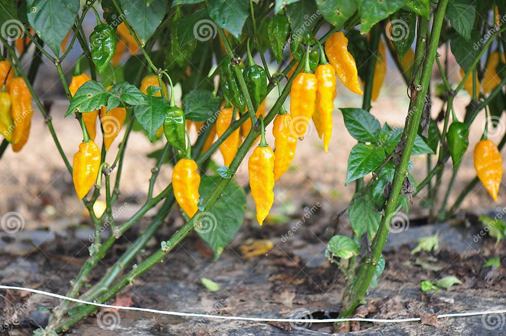 Hot Pepper Farm stock image. Image of cayenne, freshness - 26622035