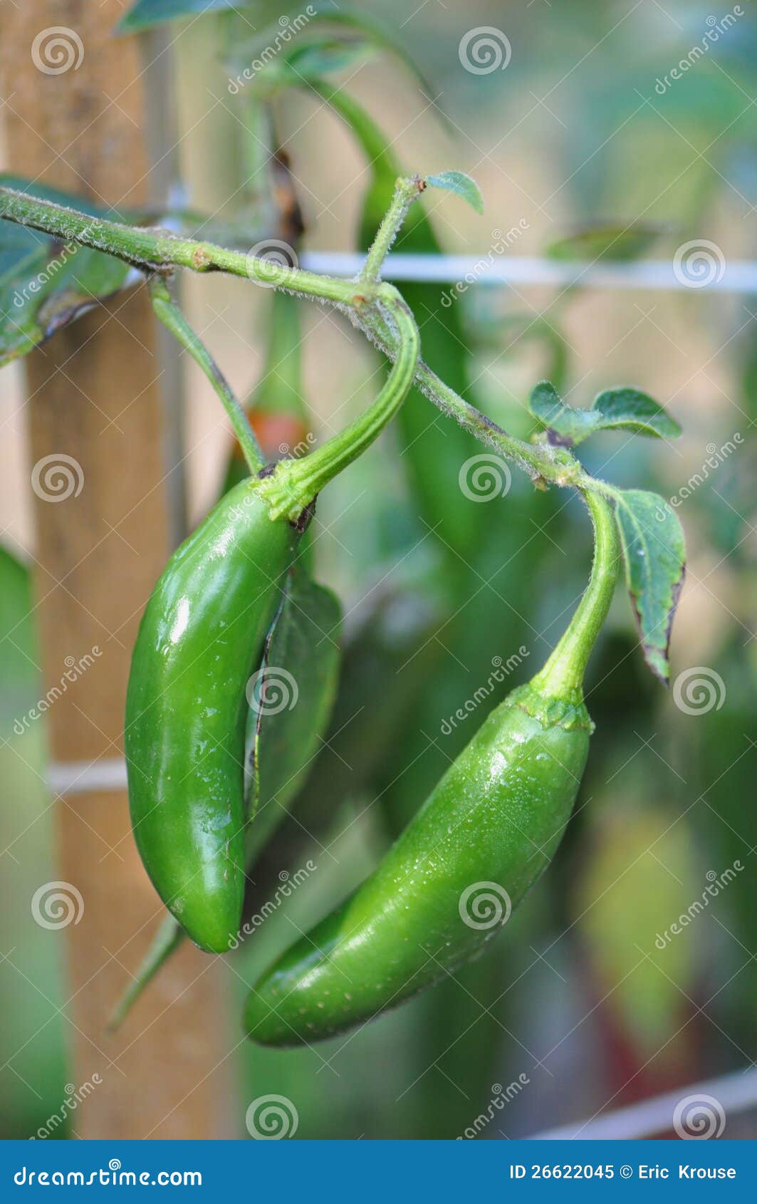 Hot Pepper Farm stock image. Image of plant, cayenne - 26622045