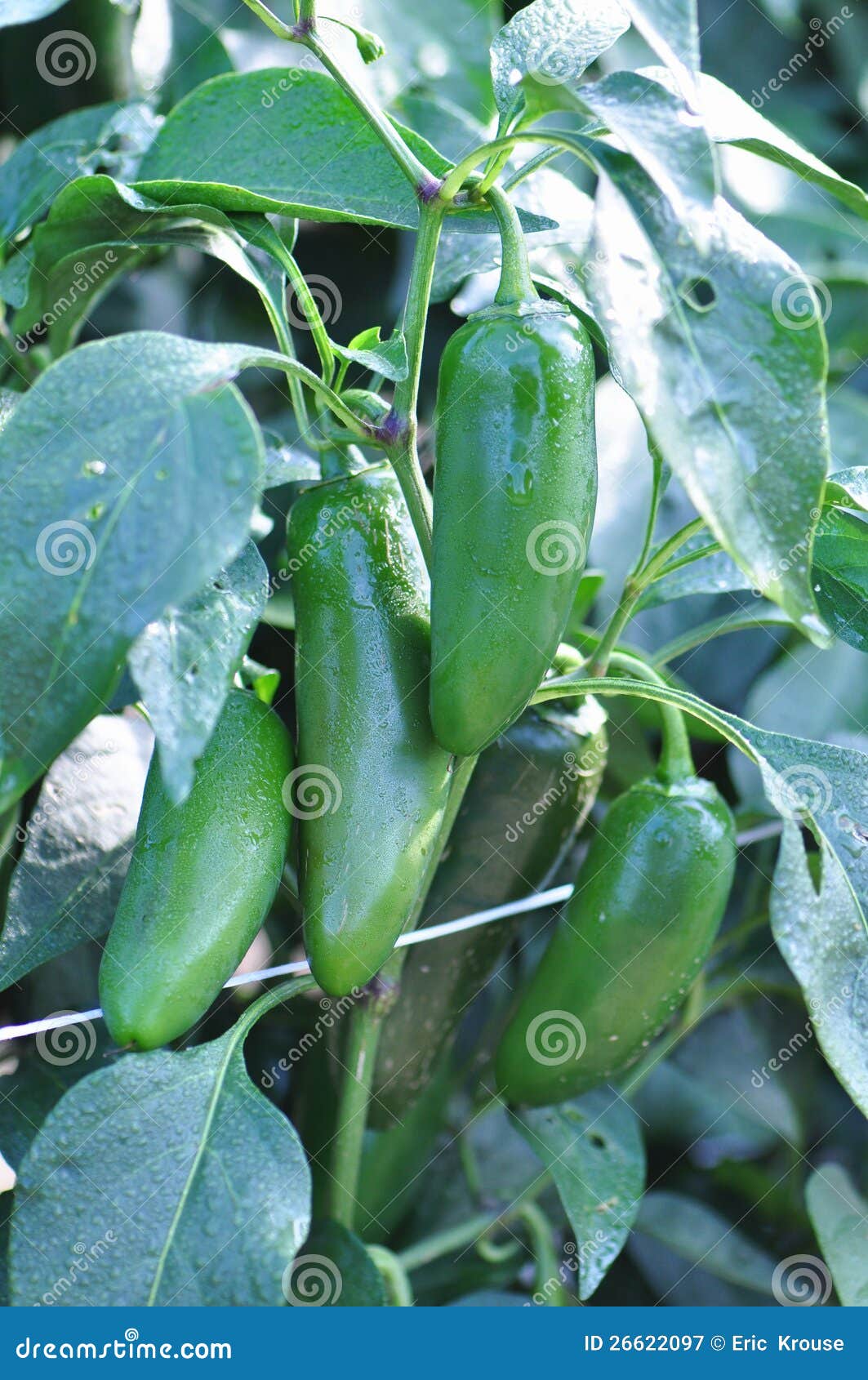 Hot Pepper Farm stock image. Image of bell, farming, nature - 26622097