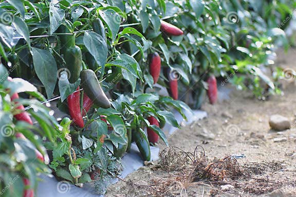 Hot Pepper Farm stock image. Image of botanical, freshness - 26622145