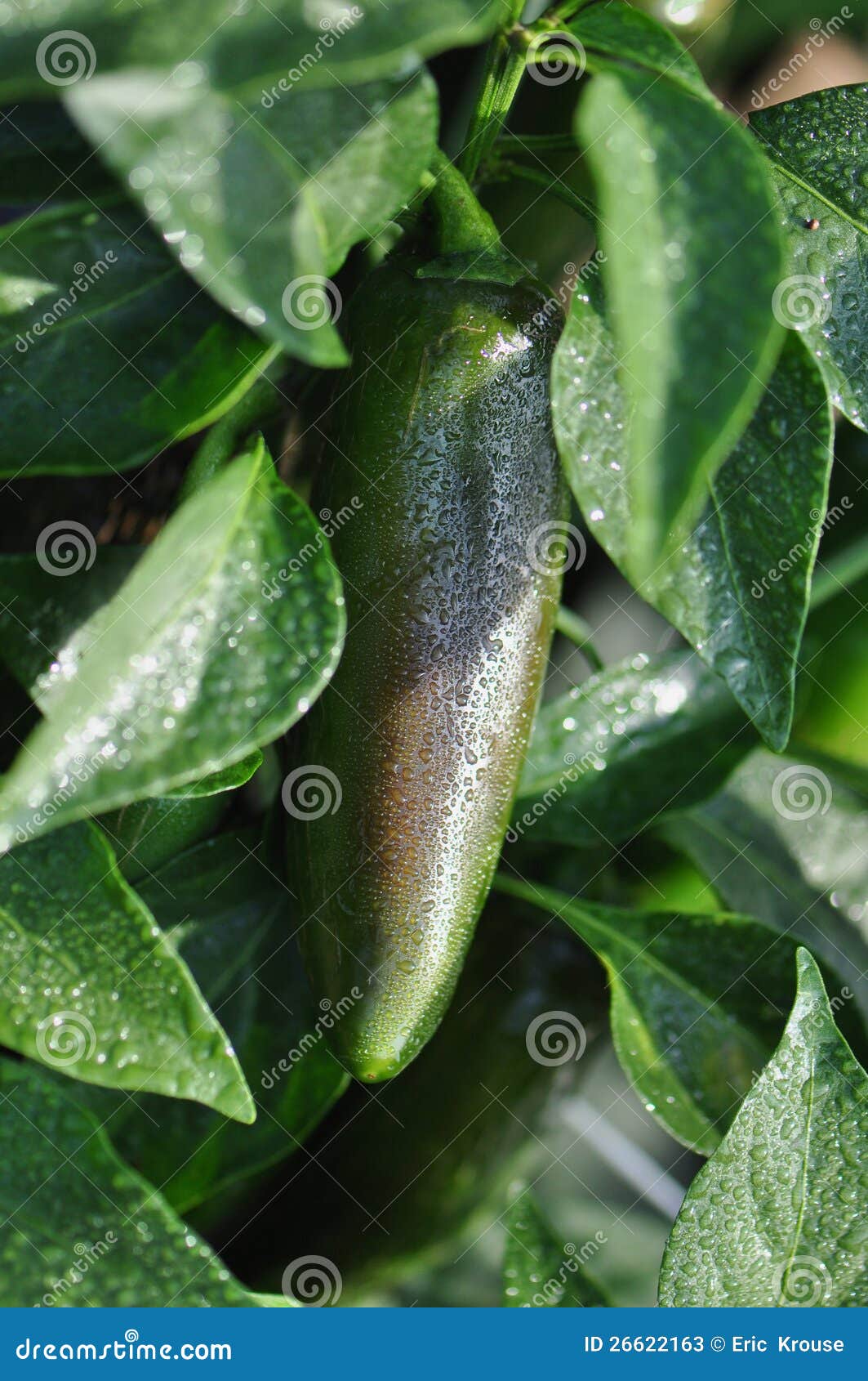 Hot Pepper Farm stock image. Image of habenero, pepper - 26622163