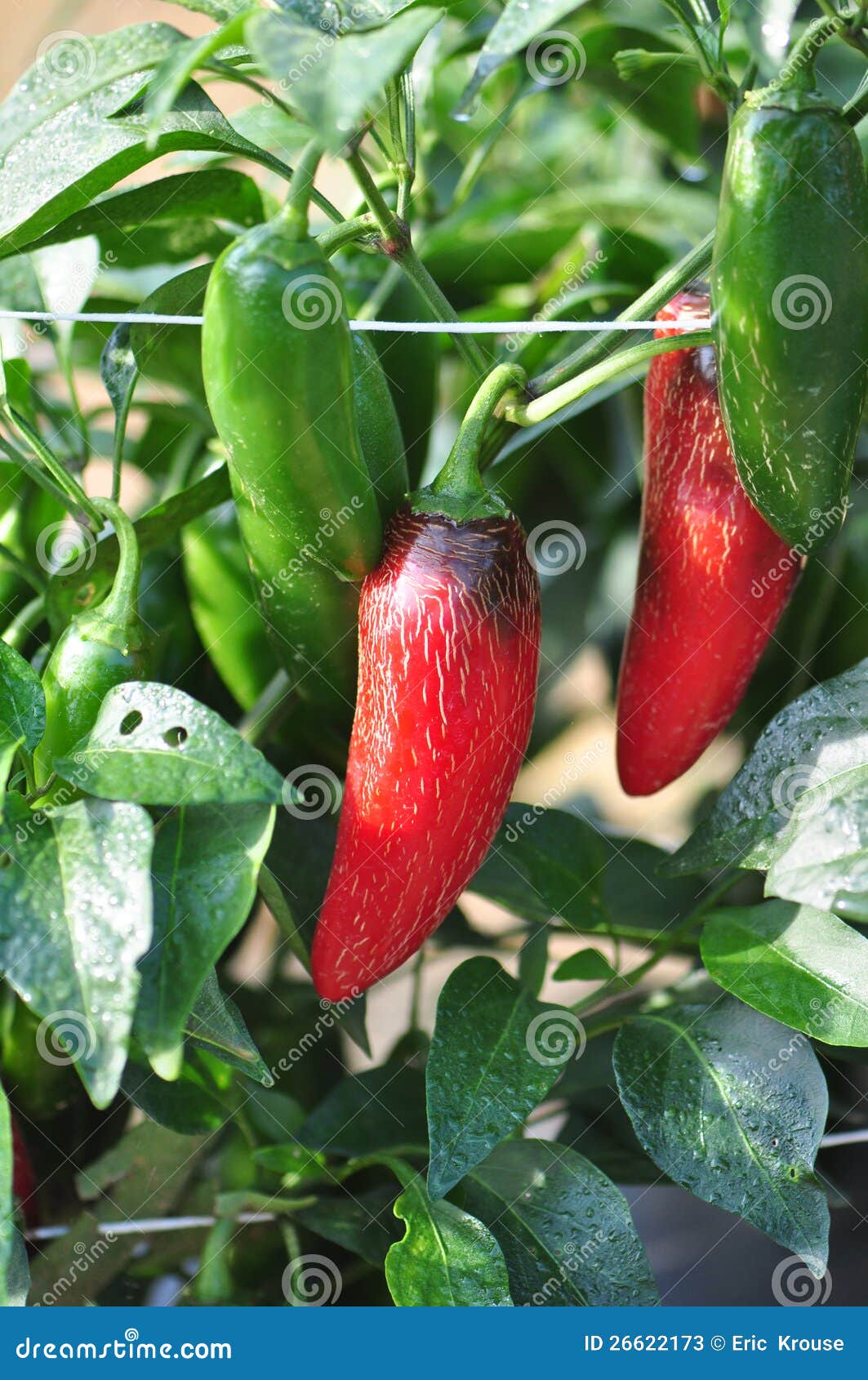 Hot Pepper Farm stock image. Image of habenero, organic - 26622173