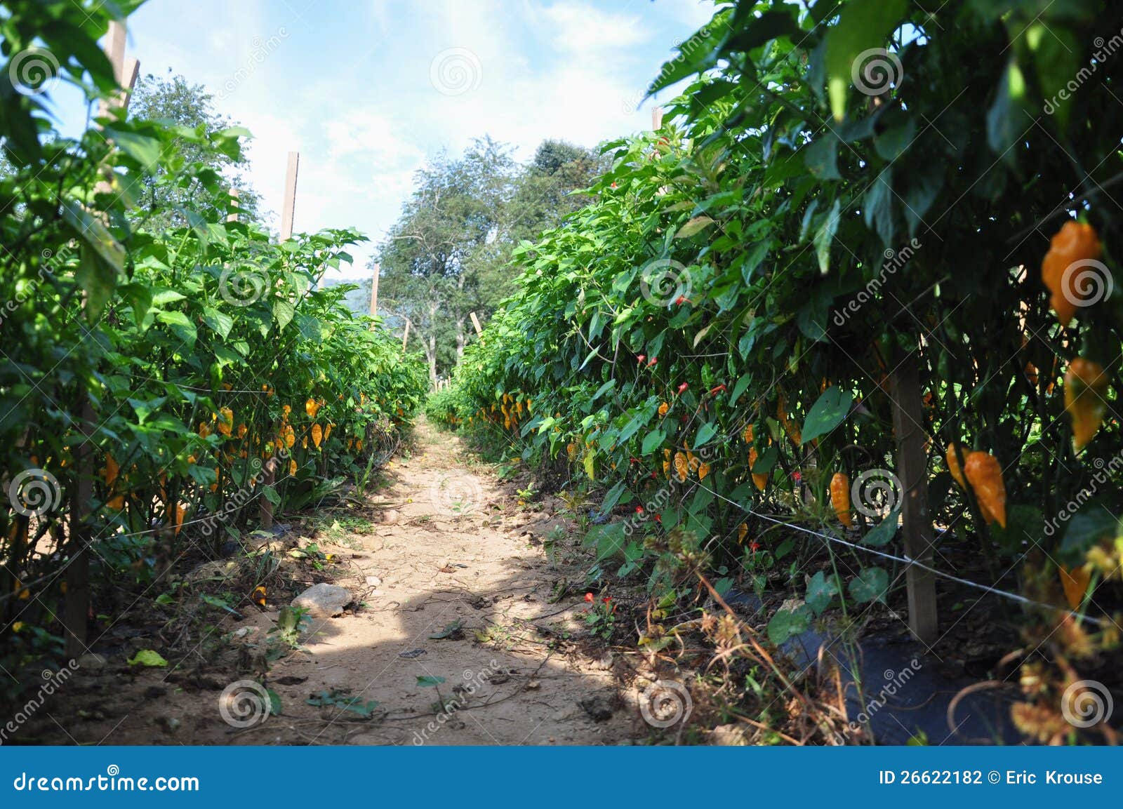 Hot Pepper Farm Royalty-Free Stock Photo | CartoonDealer.com #26621841