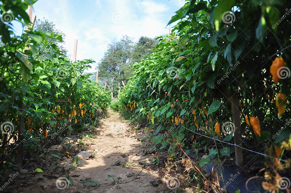 Hot Pepper Farm stock photo. Image of pepper, plant, green - 26622182