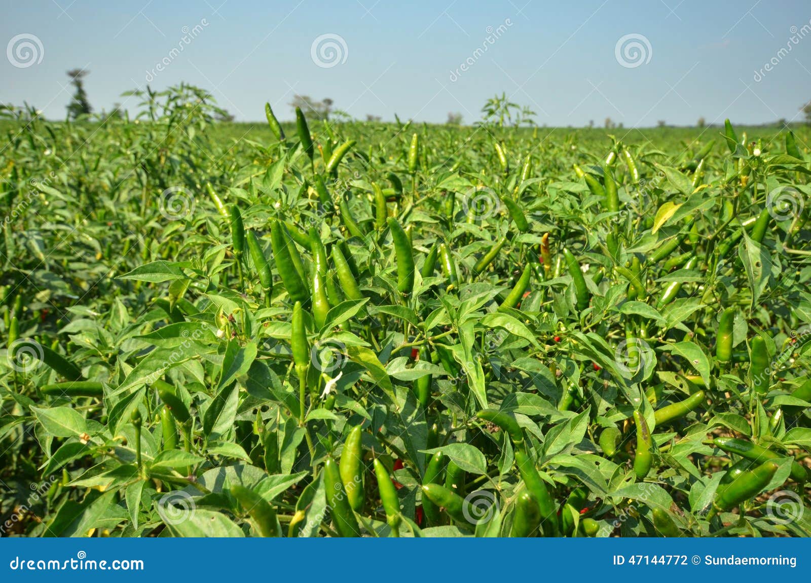 Hot pepper field stock photo. Image of plantation, spice - 47144772