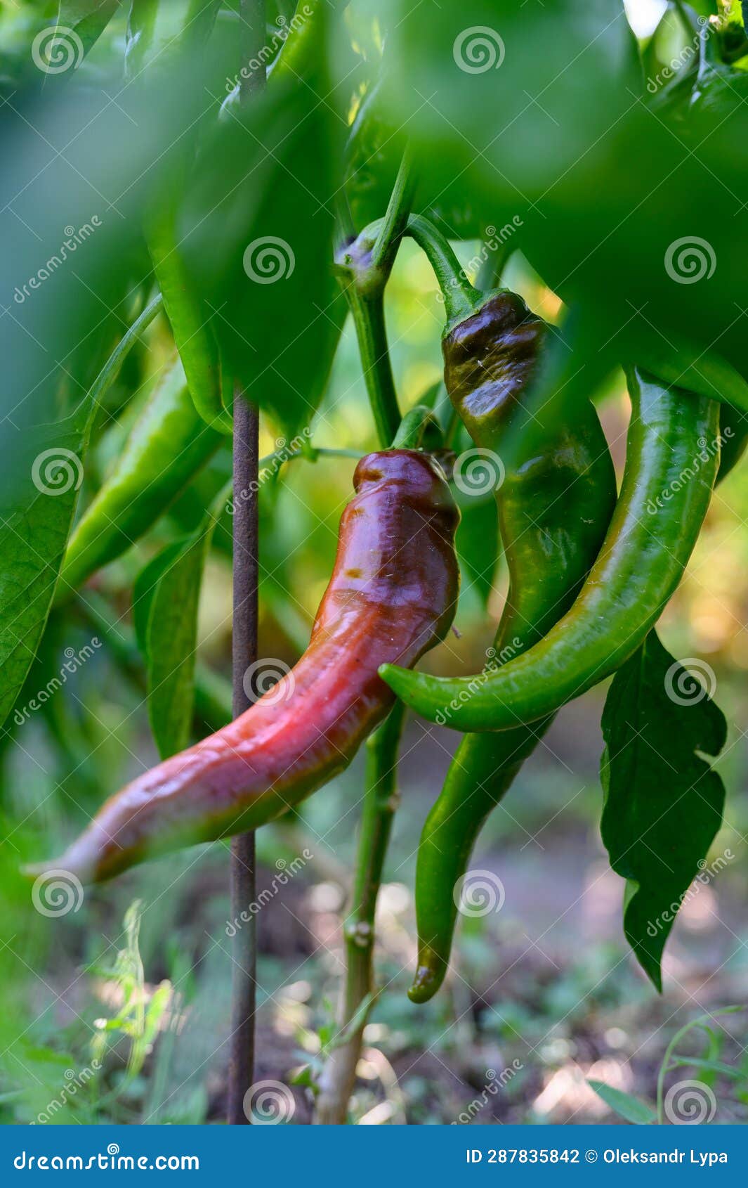 Hot Pepper Grows in the Garden. Close-up. Stock Photo - Image of tasty ...