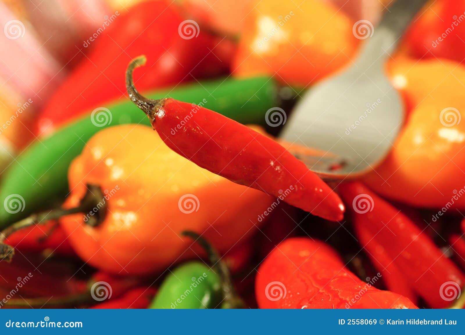 Hot Peppers stock image. Image of pepper, habanero, crisp - 2558069