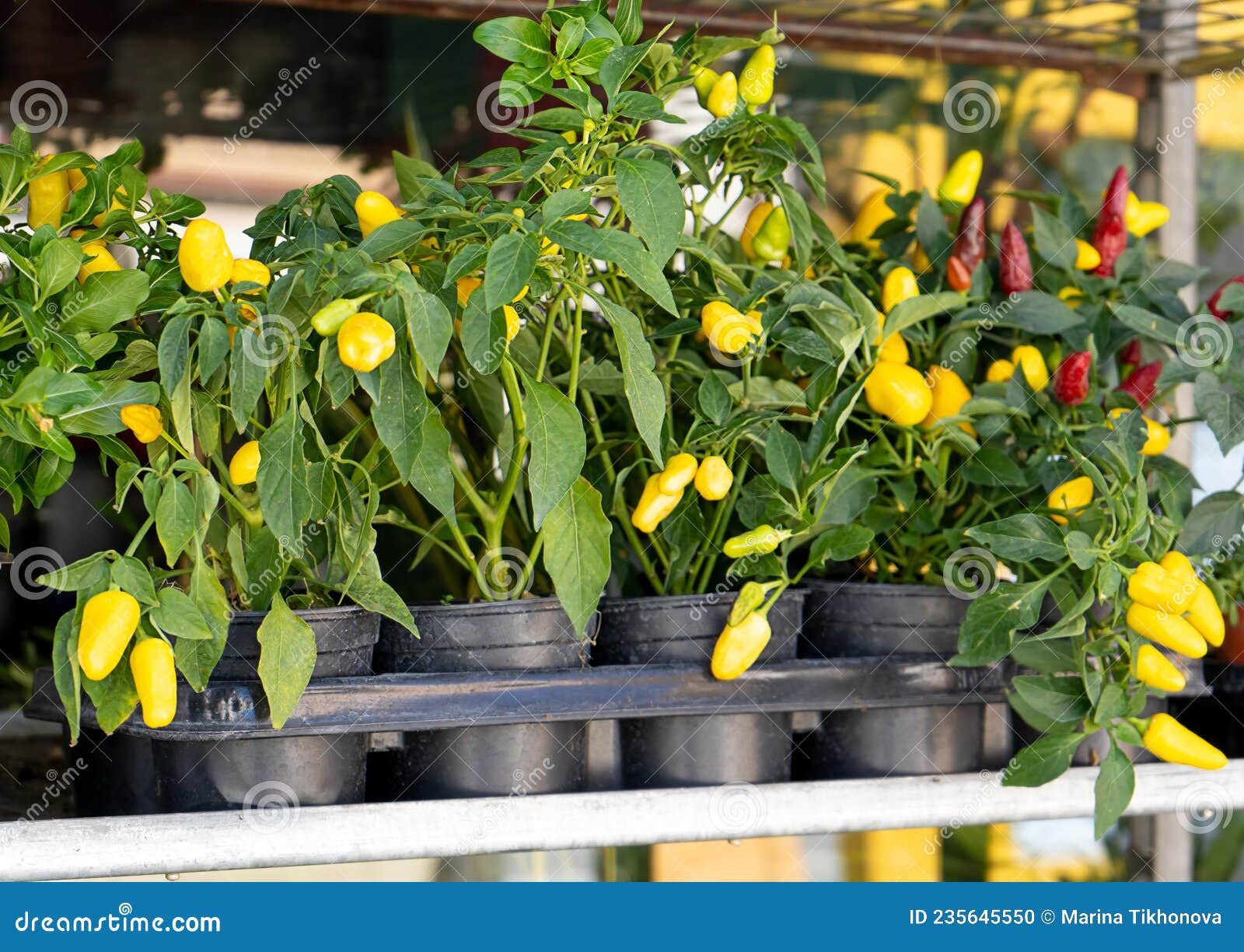 Hot Peppers Red and Yellow in Pots Stock Photo - Image of food, green ...