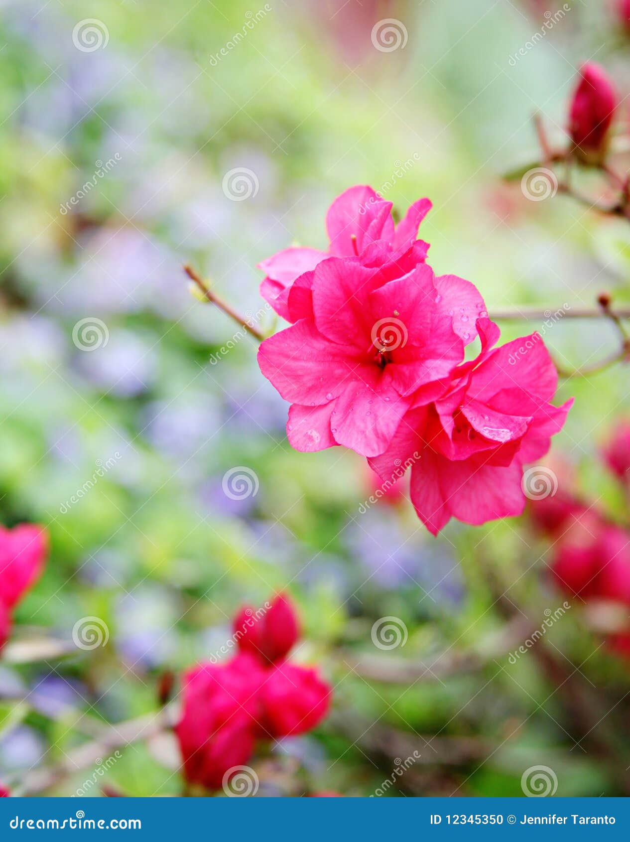 HOT pink stock photo. Image of outdoors, nature, garden - 12345350