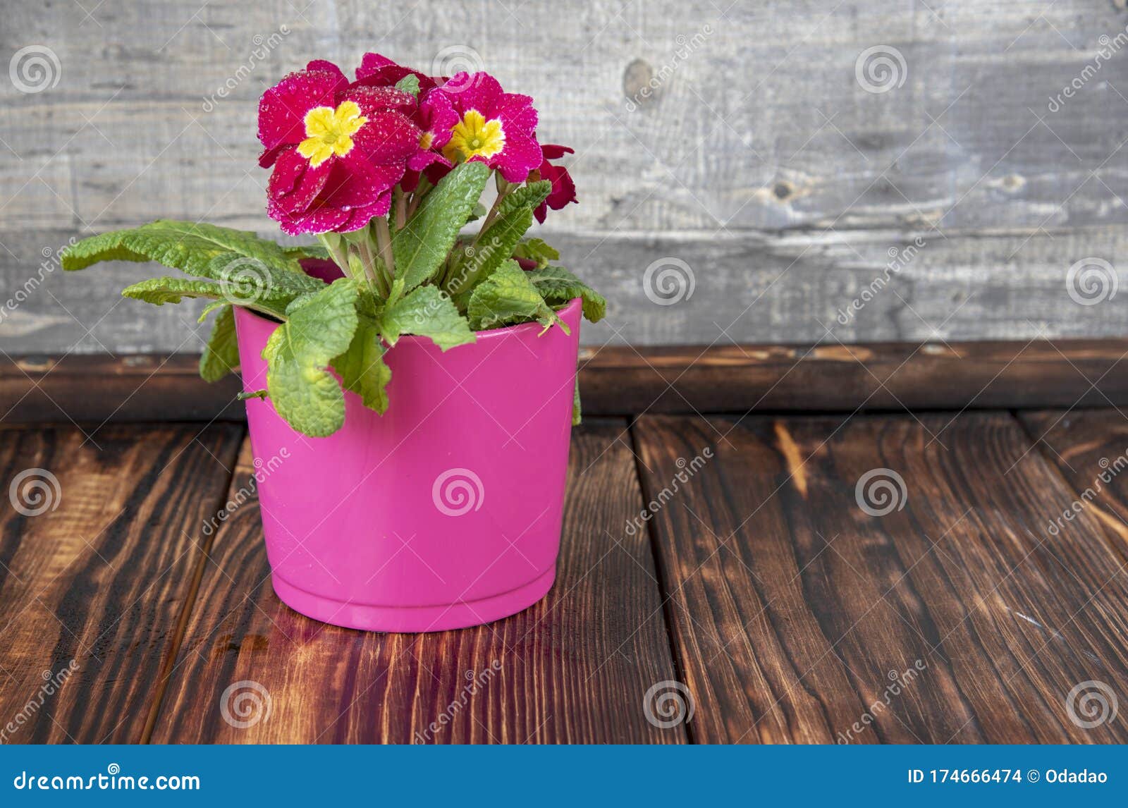 Hot Pink Ceramic Flower Pot with Raspberry Primrose on a Wooden ...
