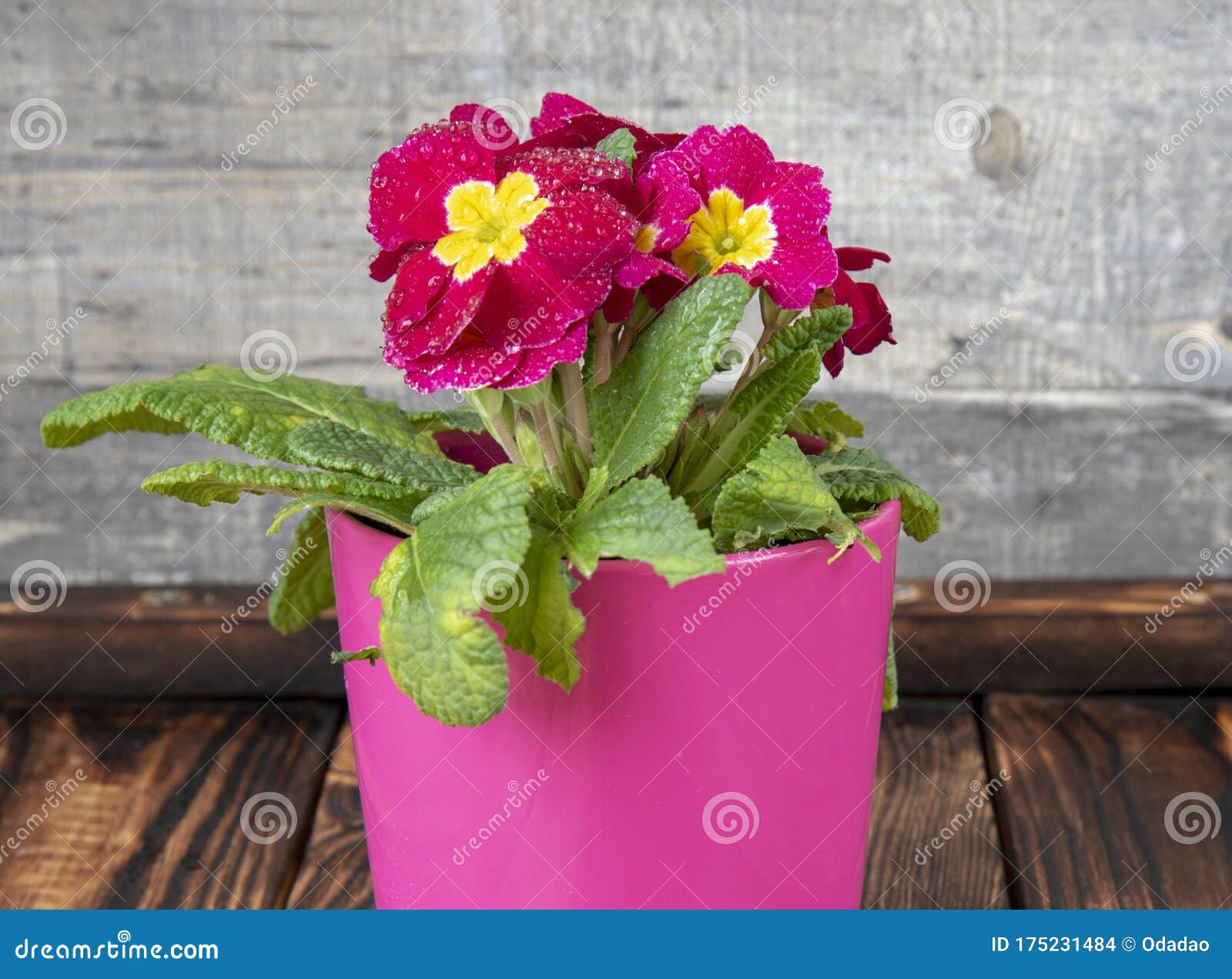 Hot Pink Ceramic Flower Pot with Raspberry Primrose on a Wooden ...