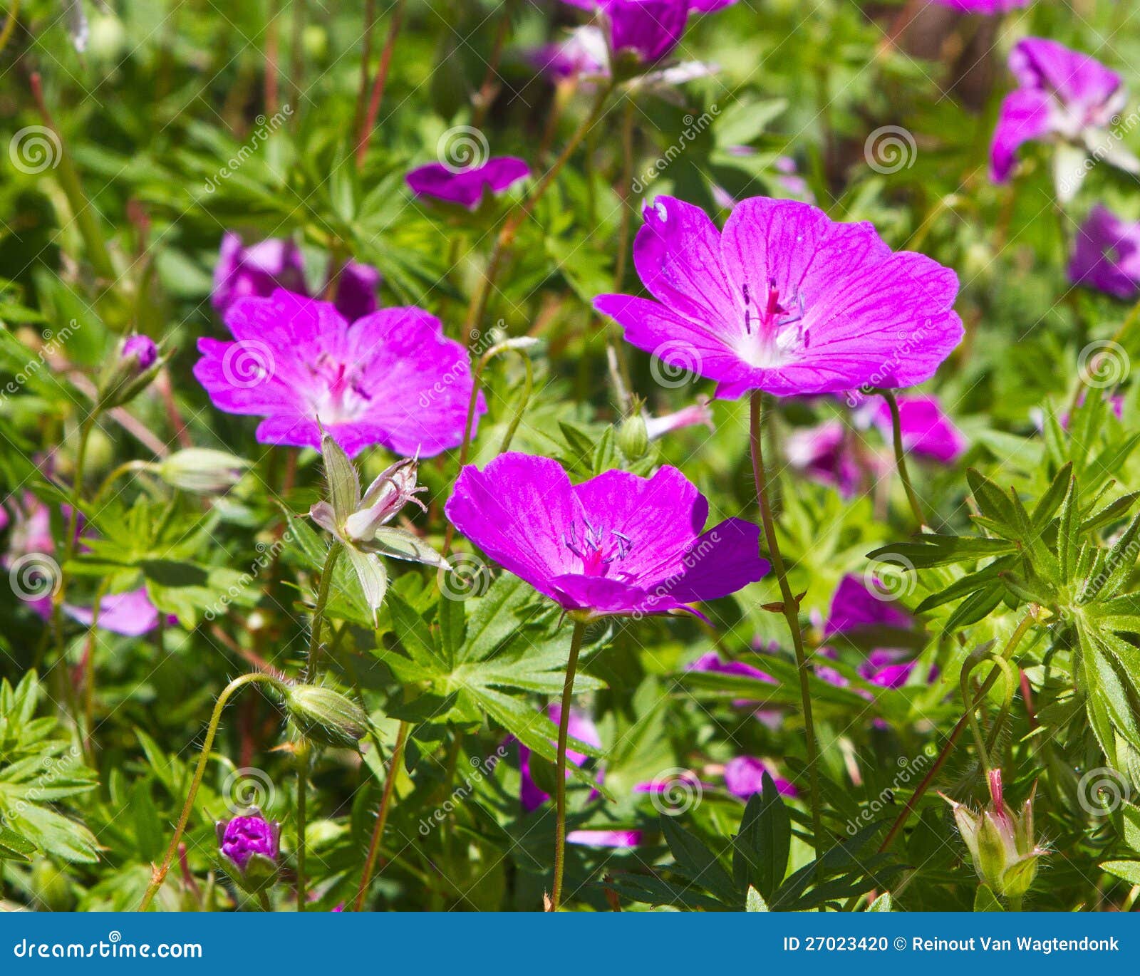 Cranesbill Royalty-Free Stock Photo | CartoonDealer.com #25453335