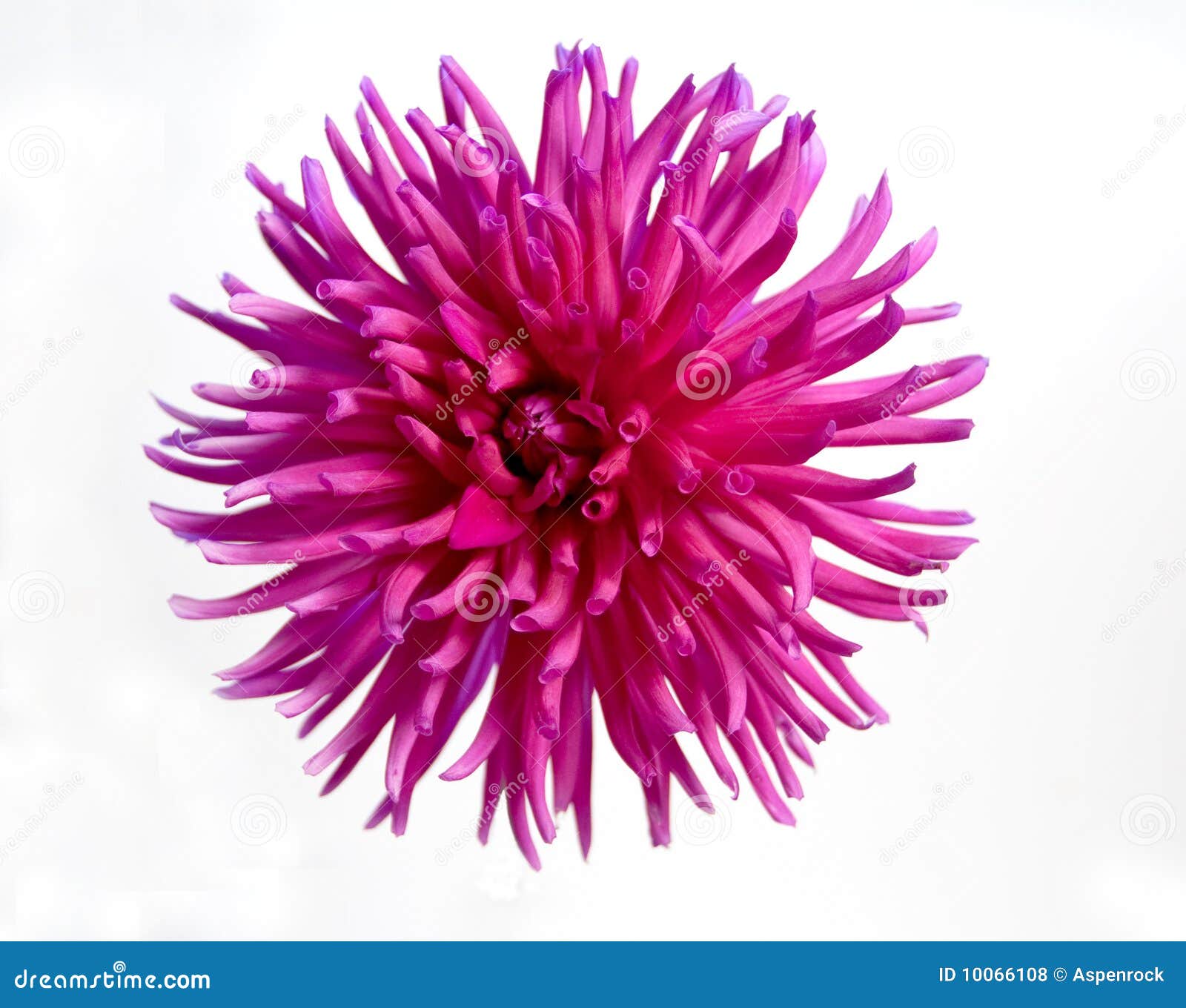 Hot pink dahlia stock photo. Image of white, isolated - 10066108