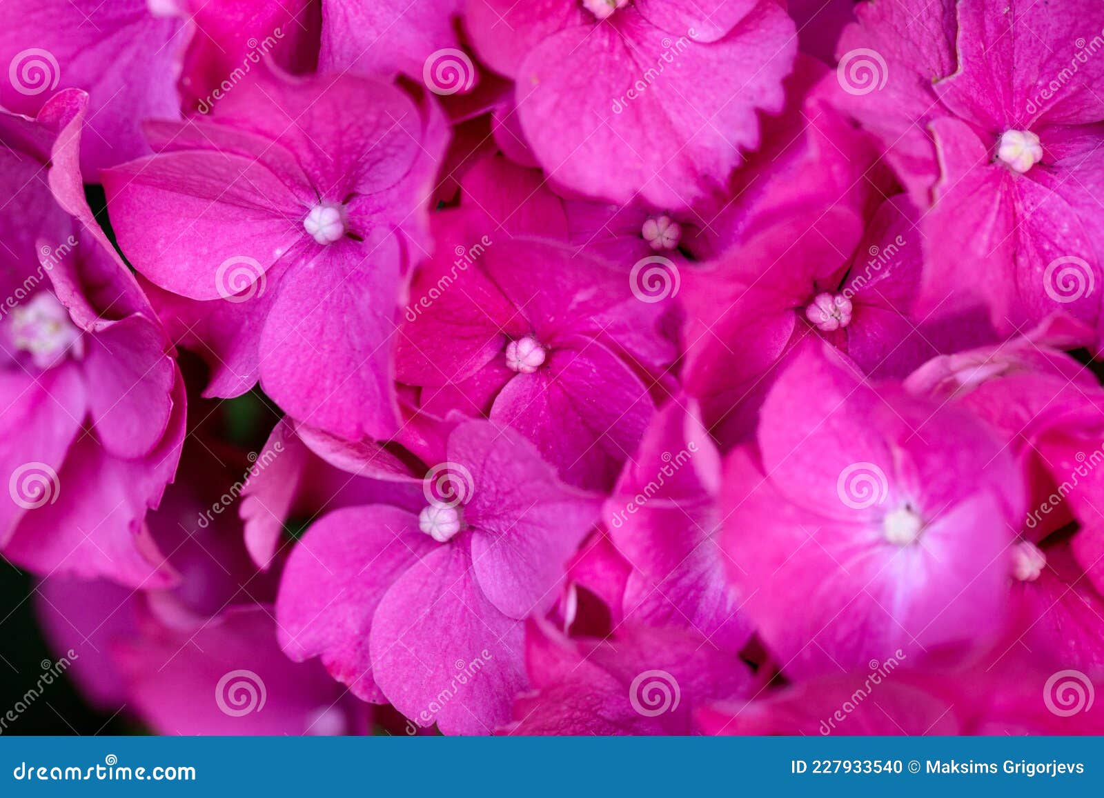 Hot Pink Hydrangea Macrophylla Flowers, Hortensia As Background Stock ...
