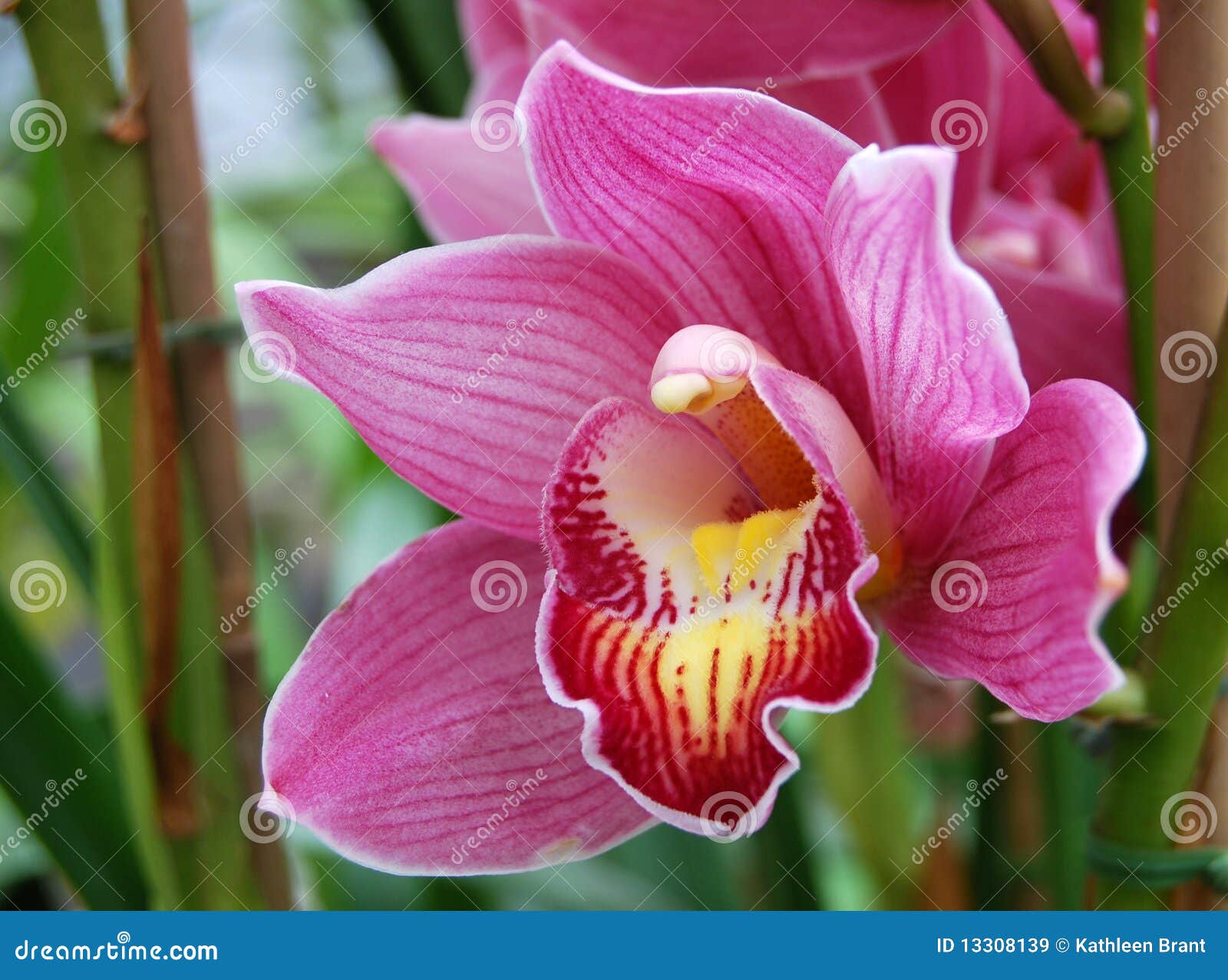 Hot Pink Orchid stock image. Image of blossoming, bright - 13308139