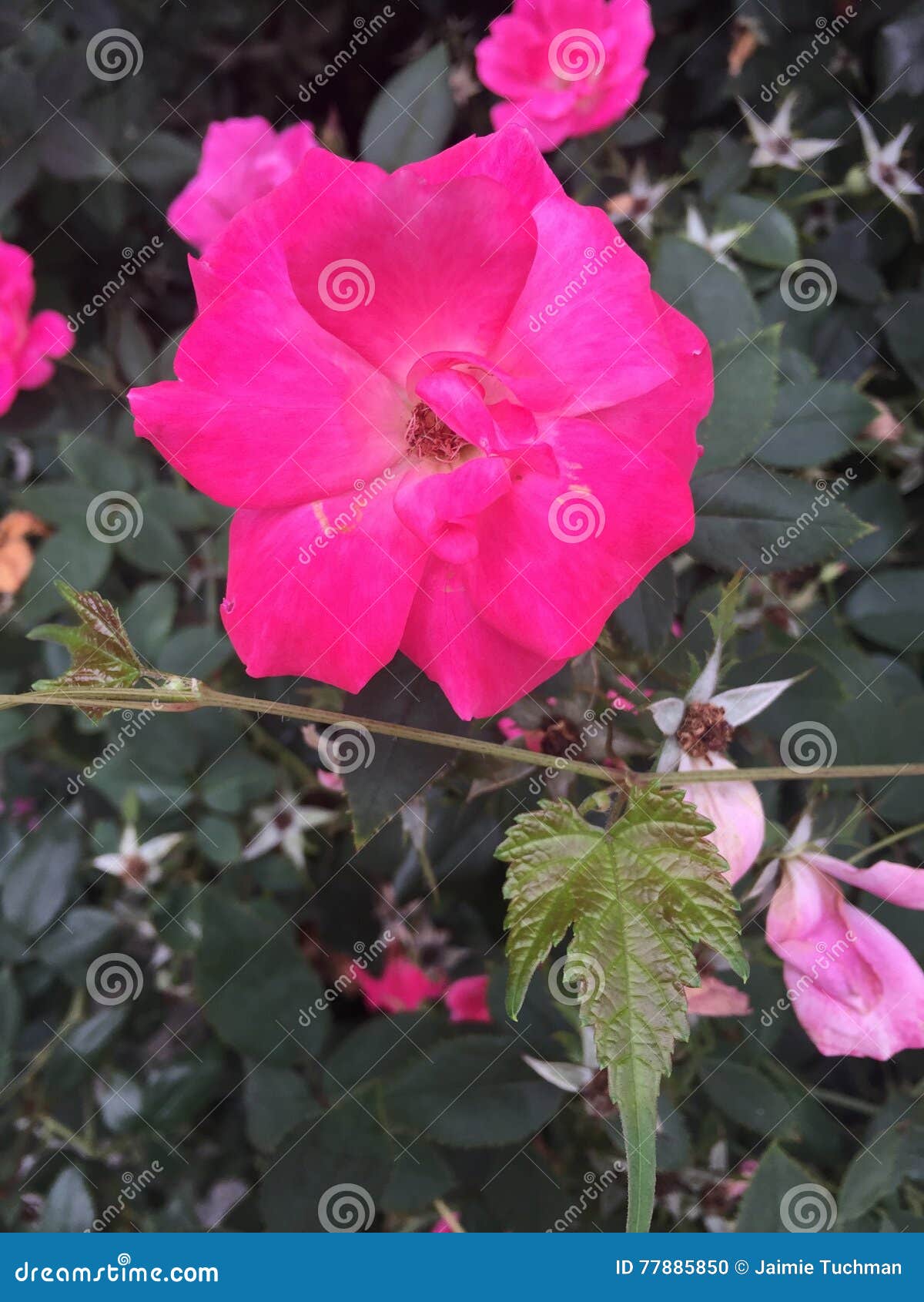 Hot pink rose in bloom stock photo. Image of freshness - 77885850