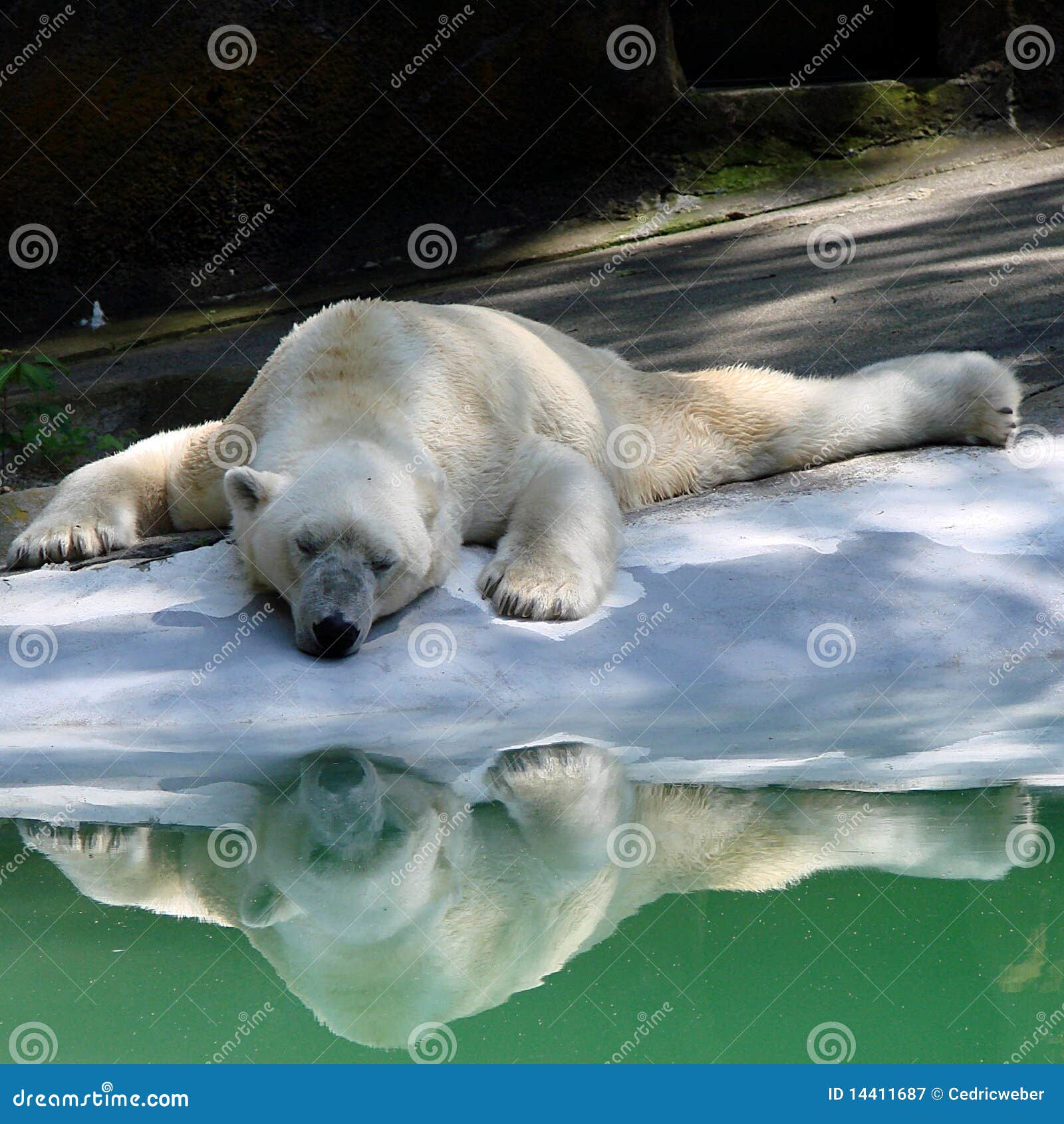Hot polar bear stock image. Image of winter, reflection - 14411687
