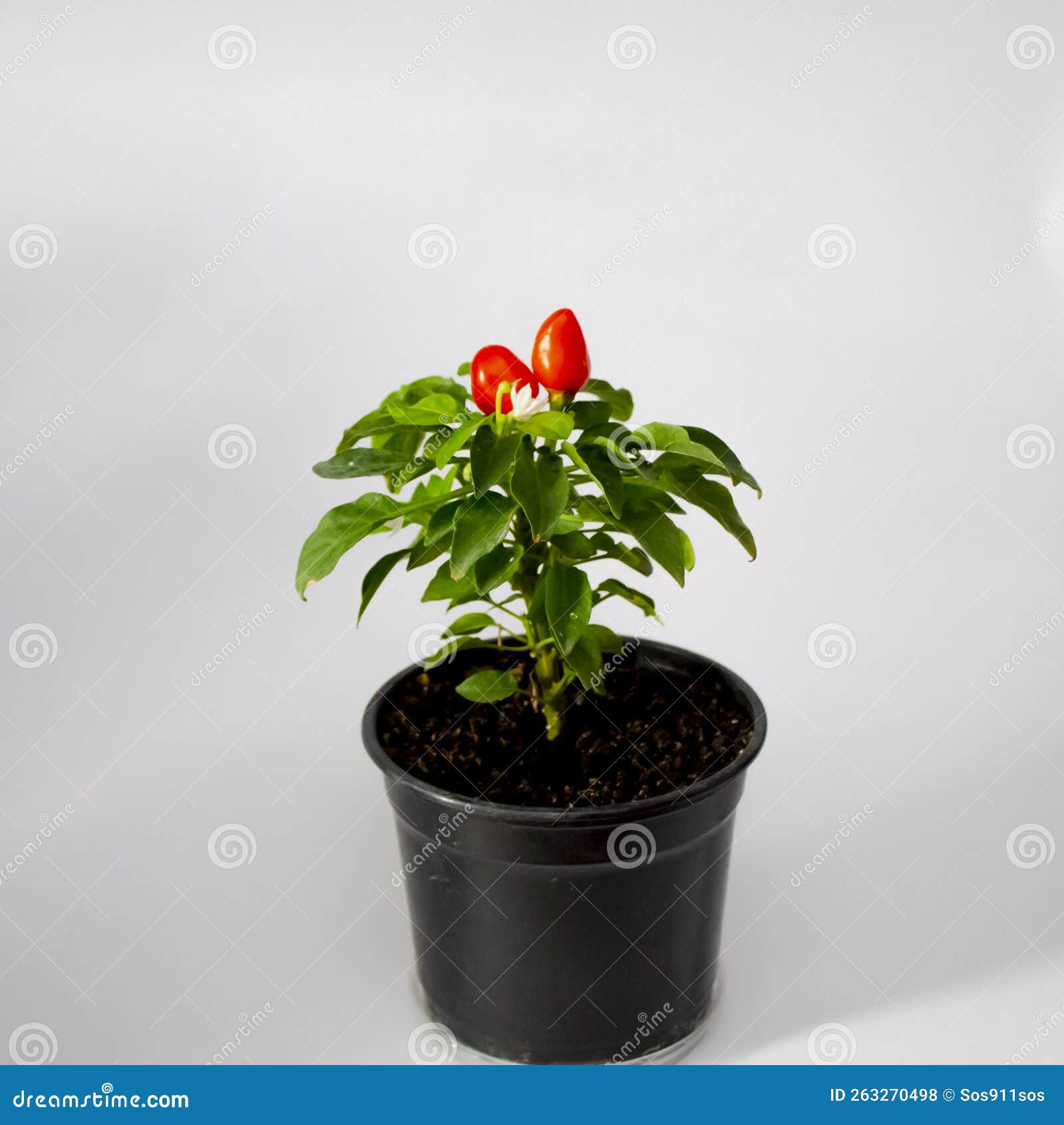 Hot red pepper stock photo. Image of pepper, black, potato - 263270498