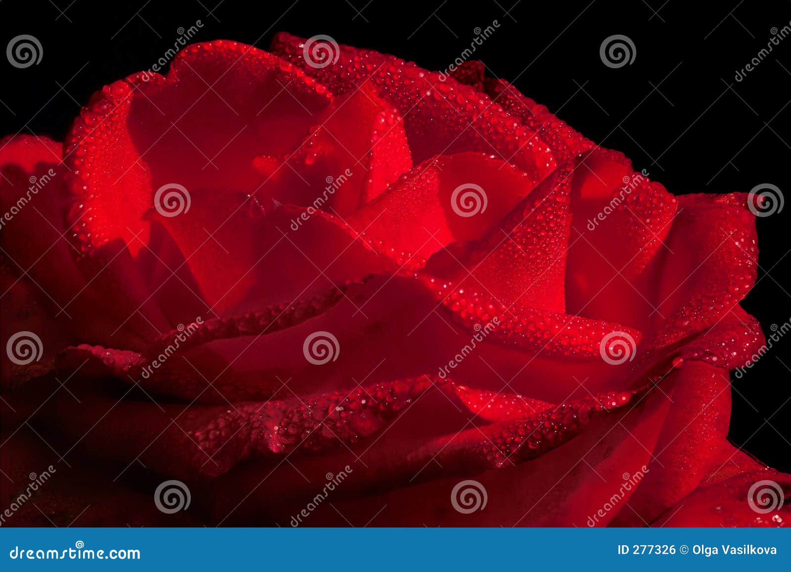 Hot Red Rose with Waterdrops Stock Photo - Image of elegant, beauty: 277326