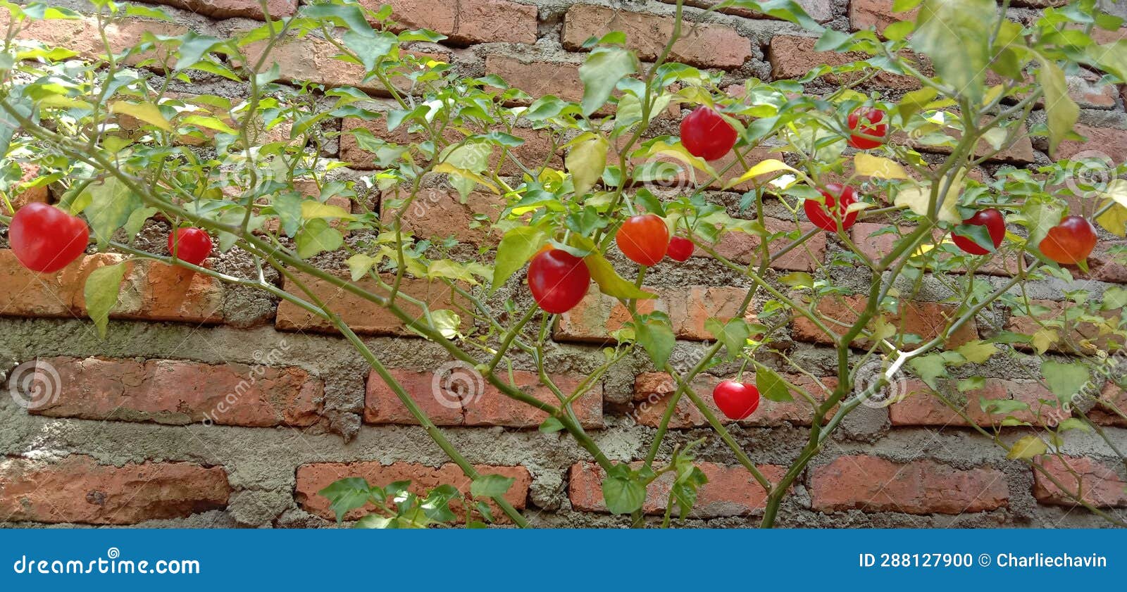 Hot red round chili stock photo. Image of chil, round - 288127900