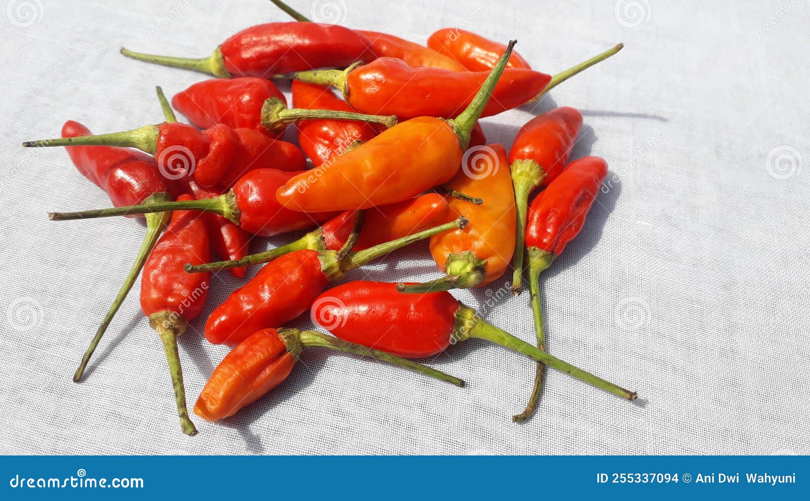 Hot Spicy Chili or Cabe Rawit Pedas on White Background Stock Photo ...