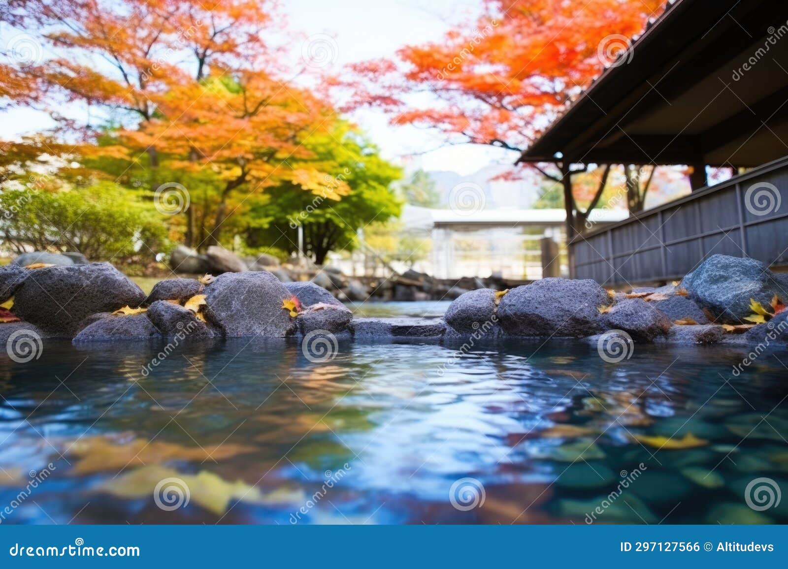 Hot Spring with Fall Maple Leaves Floating on it Stock Photo - Image of ...