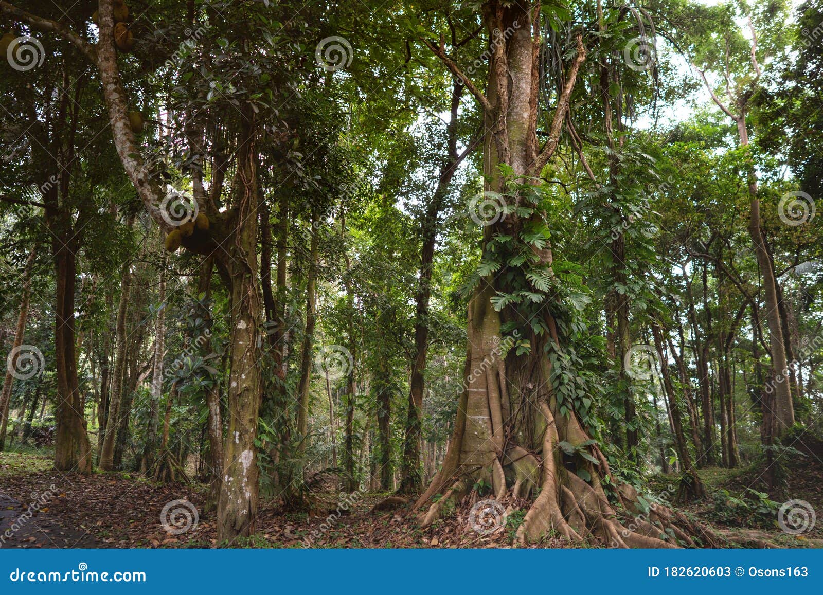 Hot spring jungle in bali stock image. Image of culture - 182620603