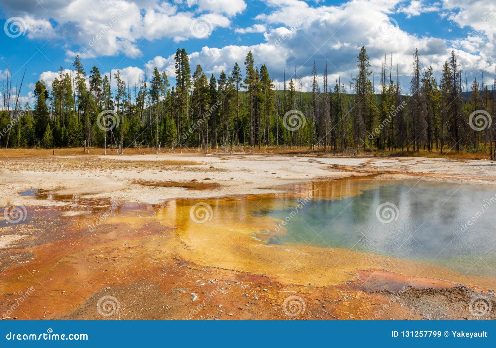 Hot Spring in the Midway Geyser Basin Surrounded by a Pine Forest Stock ...