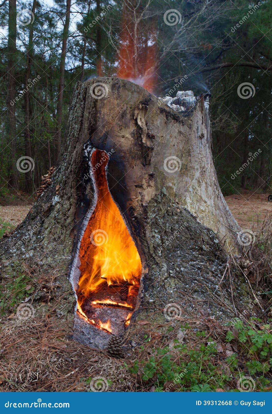 Hot stump stock photo. Image of brown, bark, flames, green - 39312668