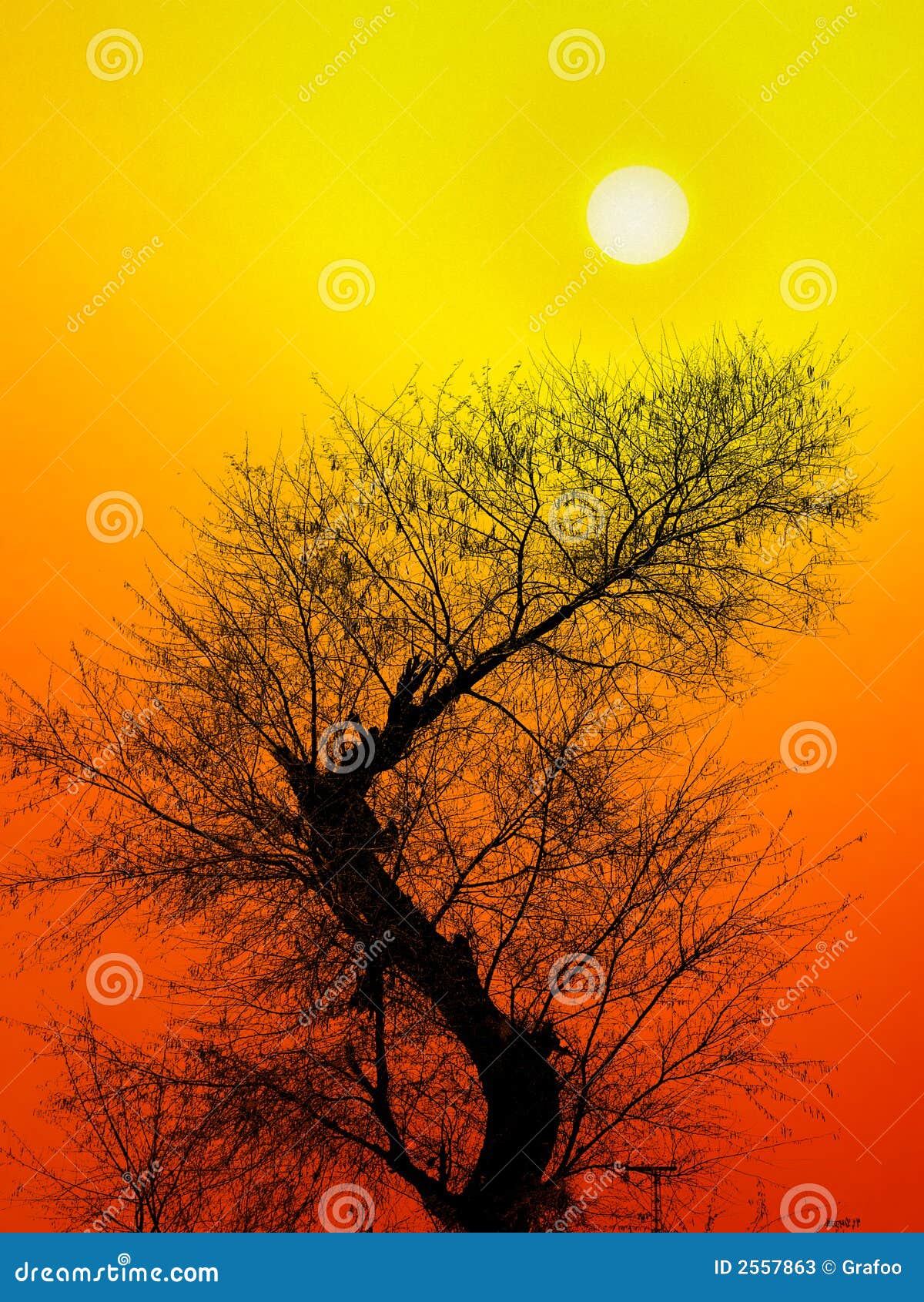 Hot summer afternoon stock image. Image of golden, silhouetted - 2557863