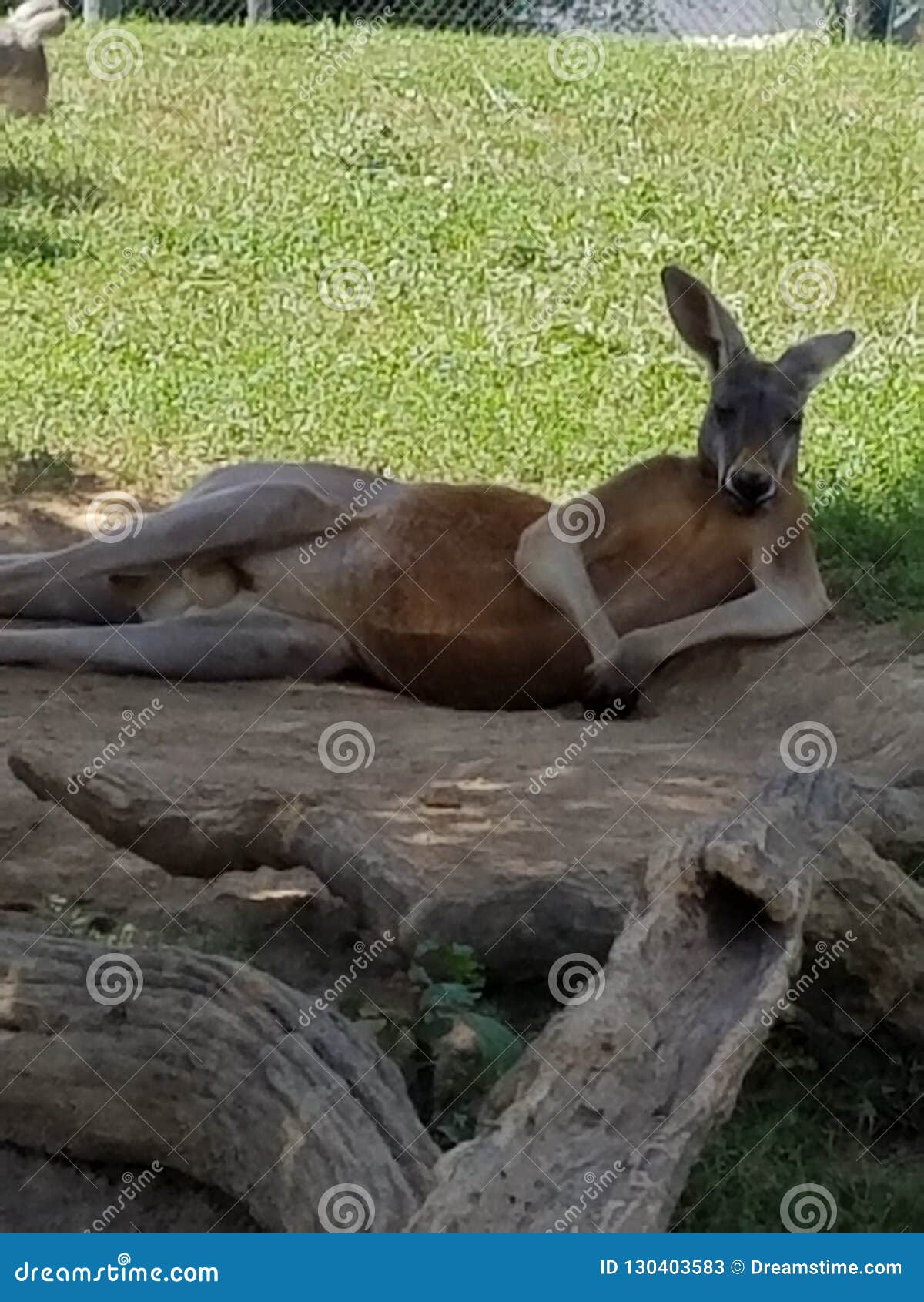 Chillin kangaroo stock image. Image of chillin, summer - 130403583