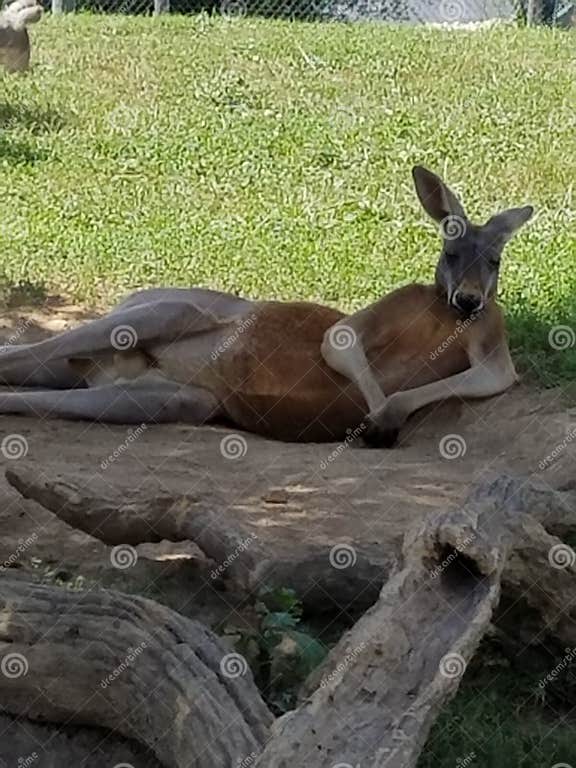 Chillin kangaroo stock image. Image of chillin, summer - 130403583