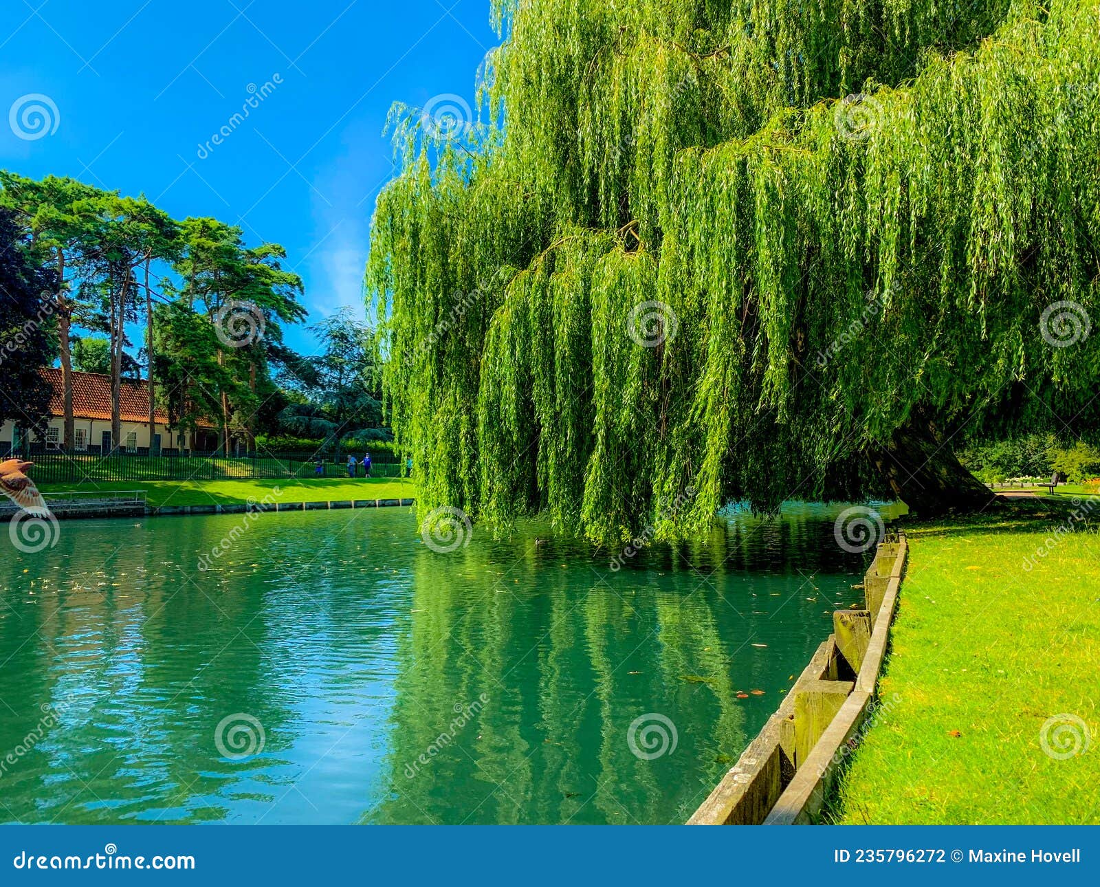 A Weeping Willow Tree Hanging Over a River Stock Photo - Image of river ...