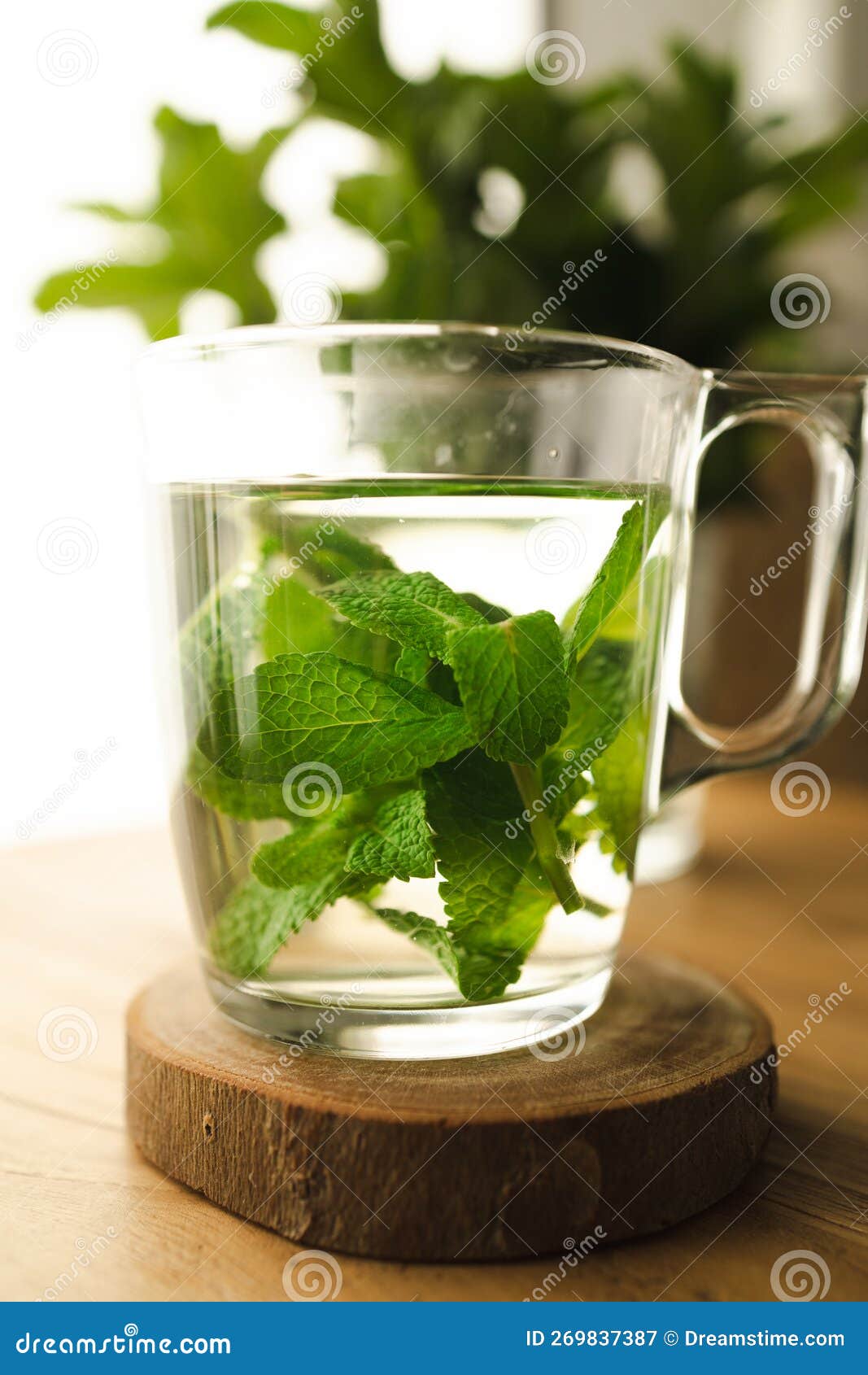 Hot Tea with Fresh Mint Leaves Stock Image - Image of plant, soil ...