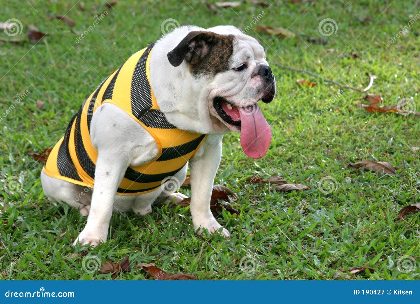 Hot and tired bulldog. stock image. Image of obedient, clothed - 190427
