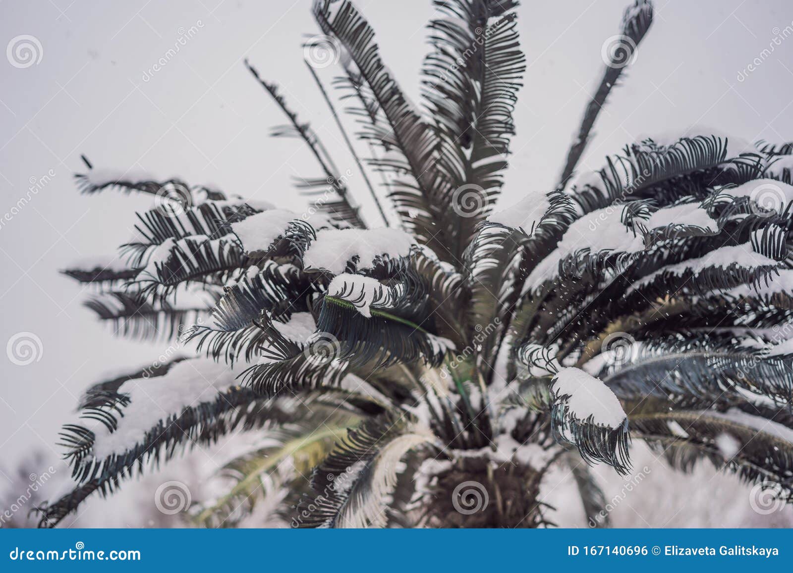 Hot Tree, Cold Weather. Palm Tree in the Snow Stock Photo - Image of ...
