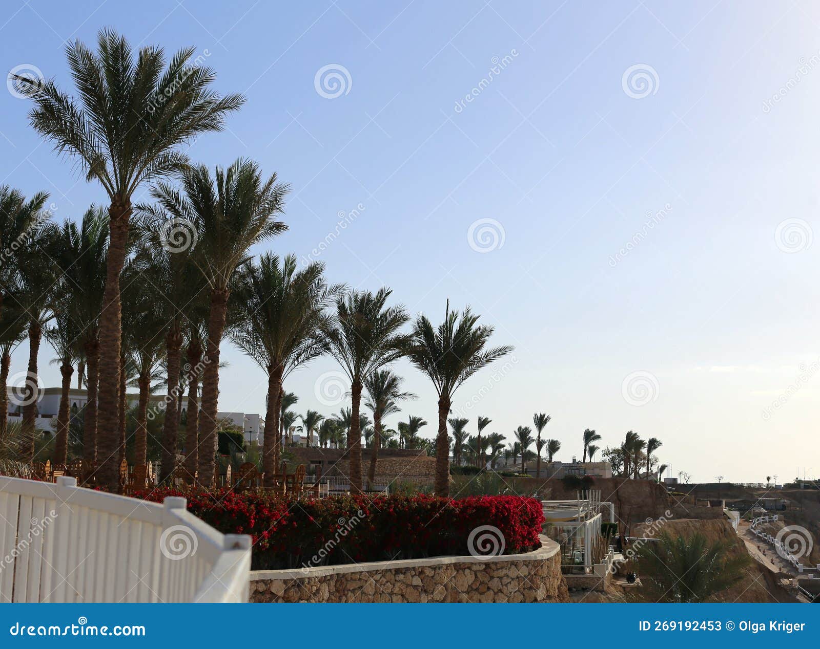 Hotel Area with Palm Trees Landscape Stock Image - Image of holiday ...