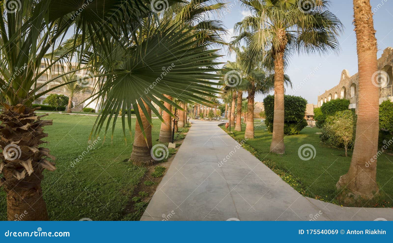 Hotel Path among Palm Trees at Sunset Time Stock Image - Image of ...