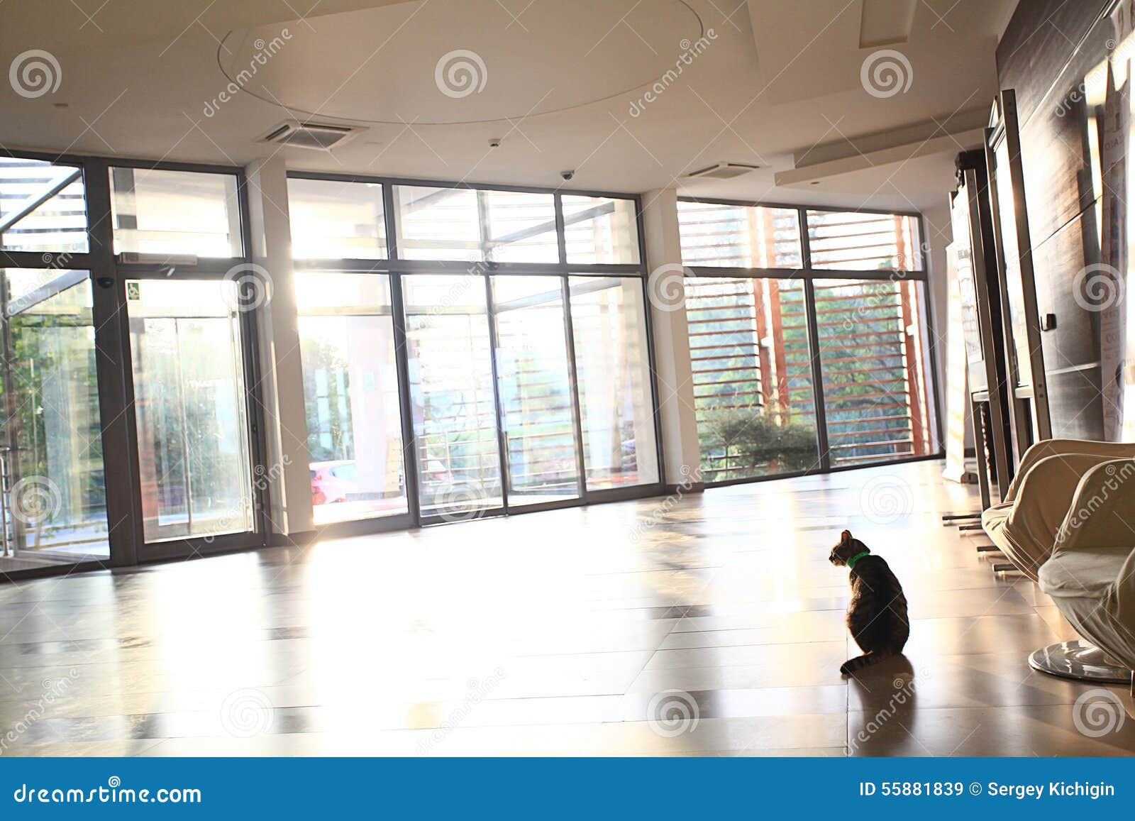 Hotel reception with cat stock image. Image of comfortable - 55881839