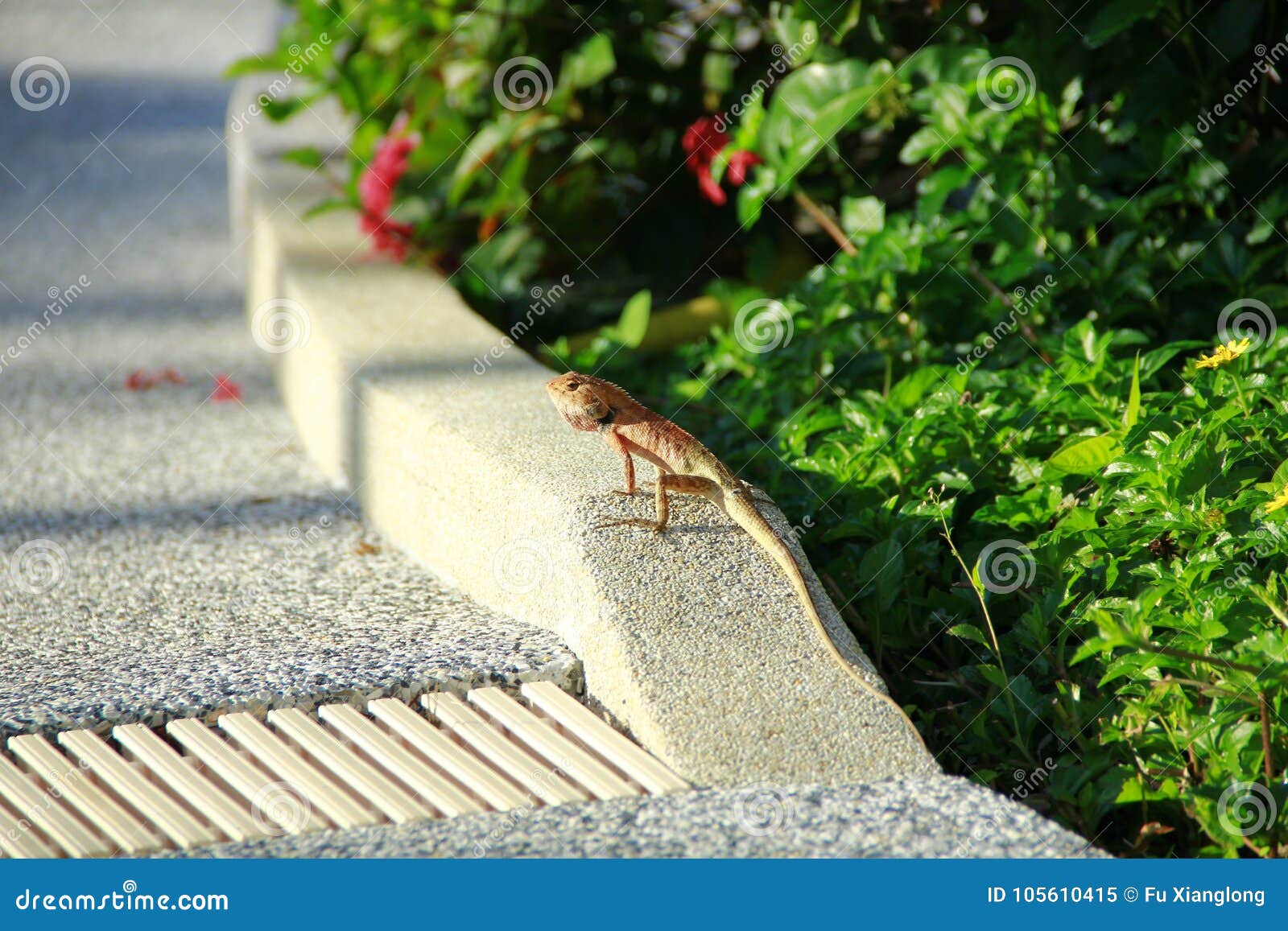 Lizard stock image. Image of lizard, swimming, hotel - 105610415