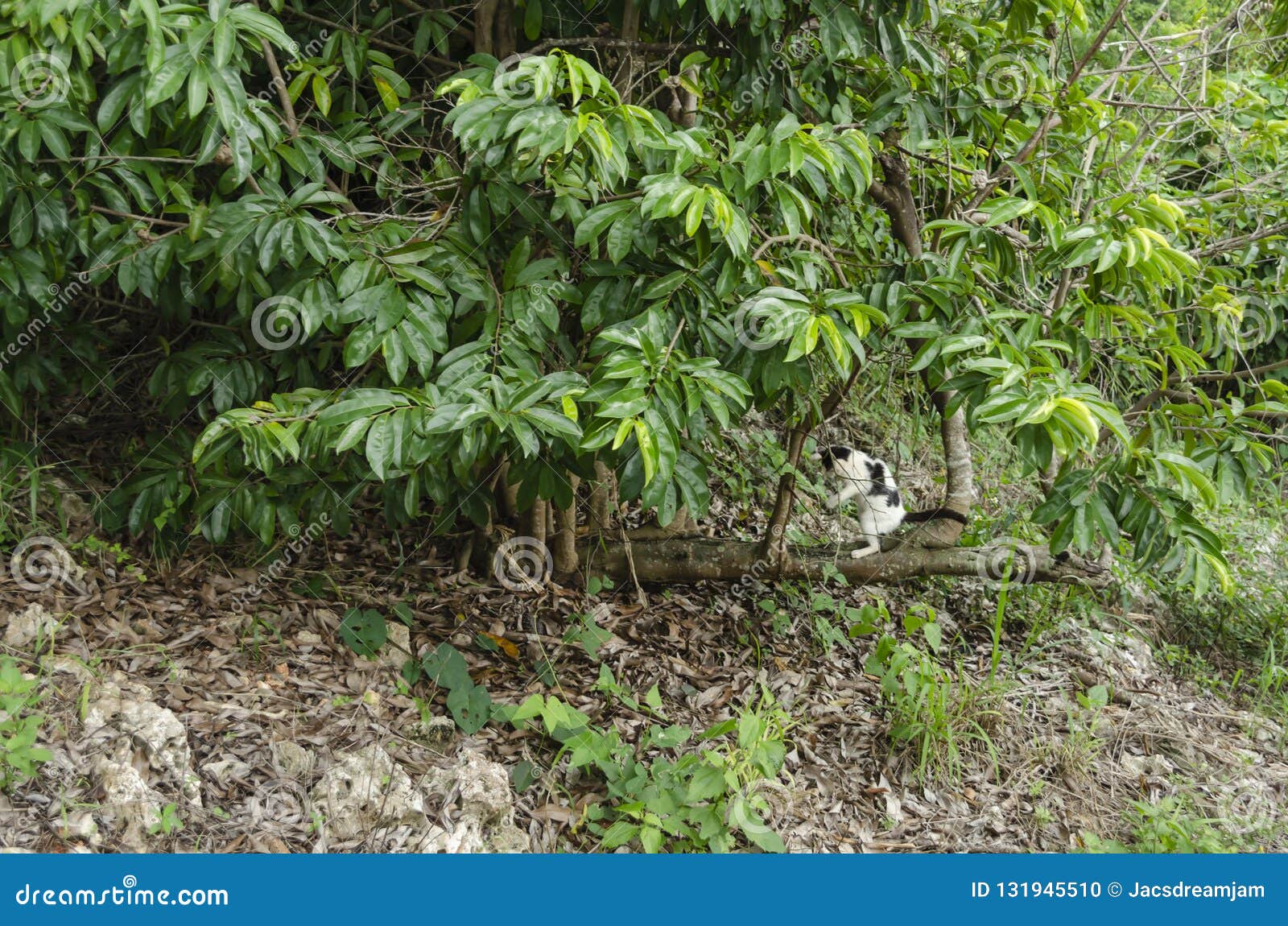 From Hotizntal Tree Grows Vertical Branches Stock Illustration ...