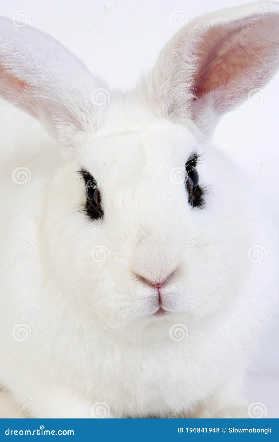 Hotot Rabbit Against White Background, Breed from Normandy Stock Photo ...