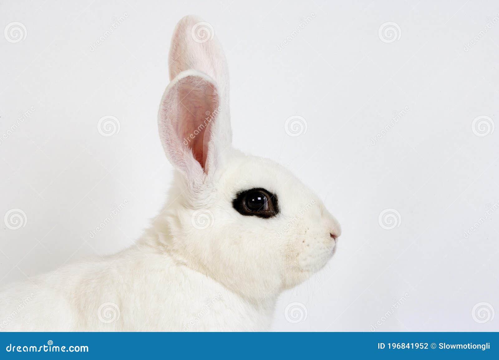 Hotot Rabbit Against White Background, Breed from Normandy Stock Photo ...