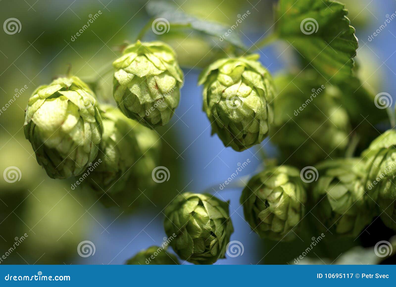 Houblon image stock. Image du boissons, zone, affermage - 10695117