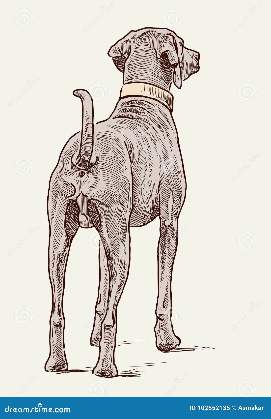 Hound dog on the hunt stock vector. Illustration of hound - 102652135