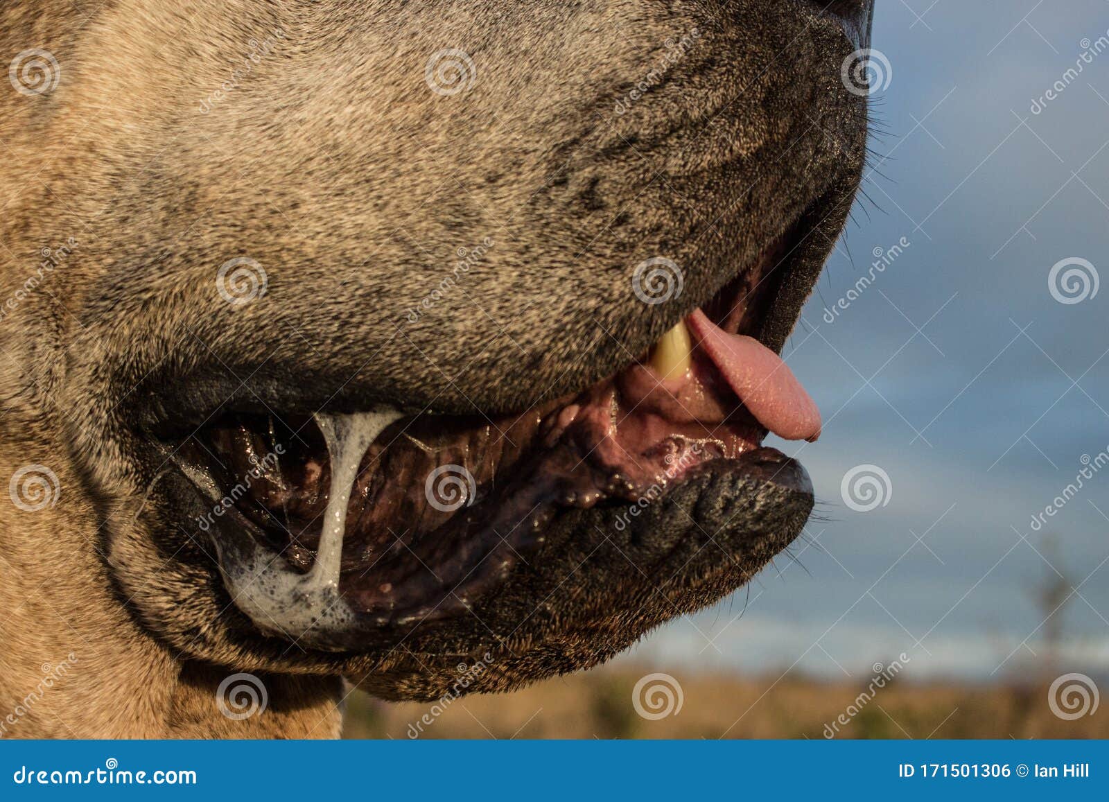 Dog Slobber Drool - Black Background Stock Image | CartoonDealer.com ...