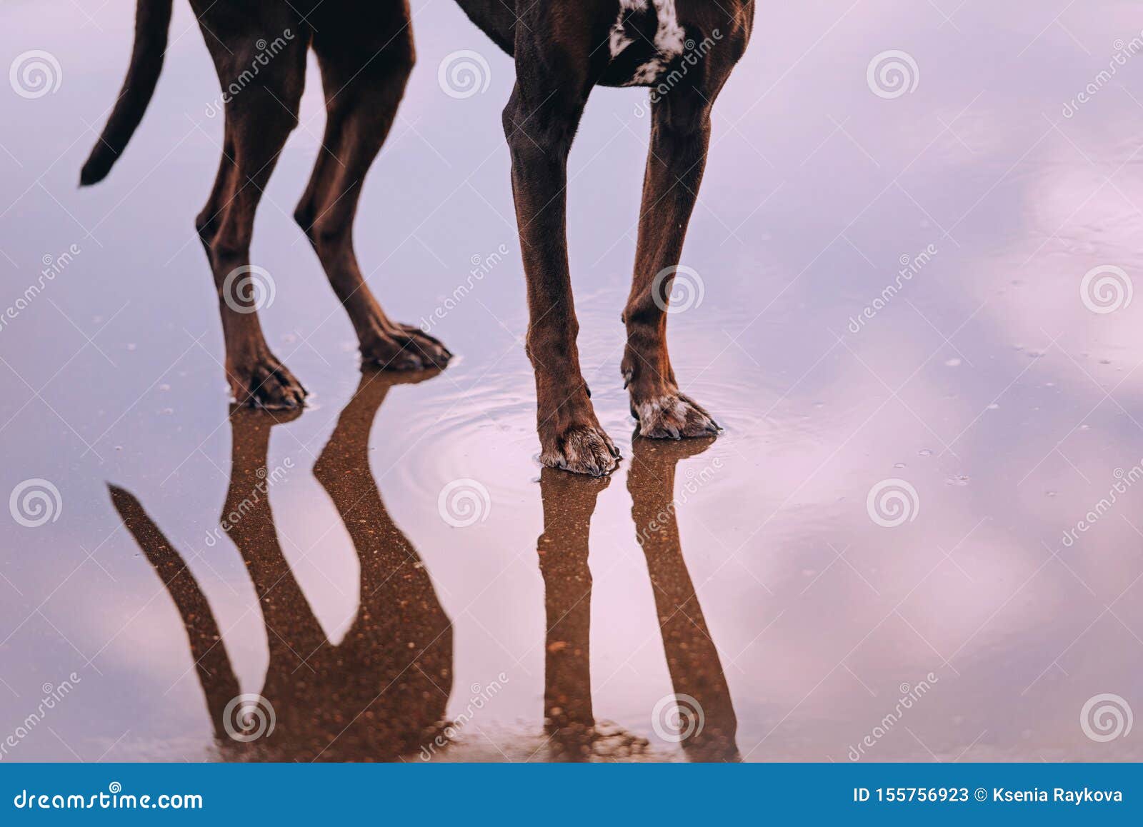 Hound Dog Stands on the Water with Reflection Stock Image - Image of ...