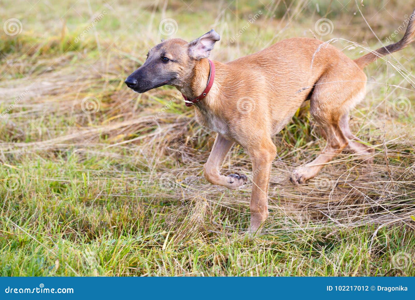 Dog stock photo. Image of fields, puppy, hound, green - 102217012