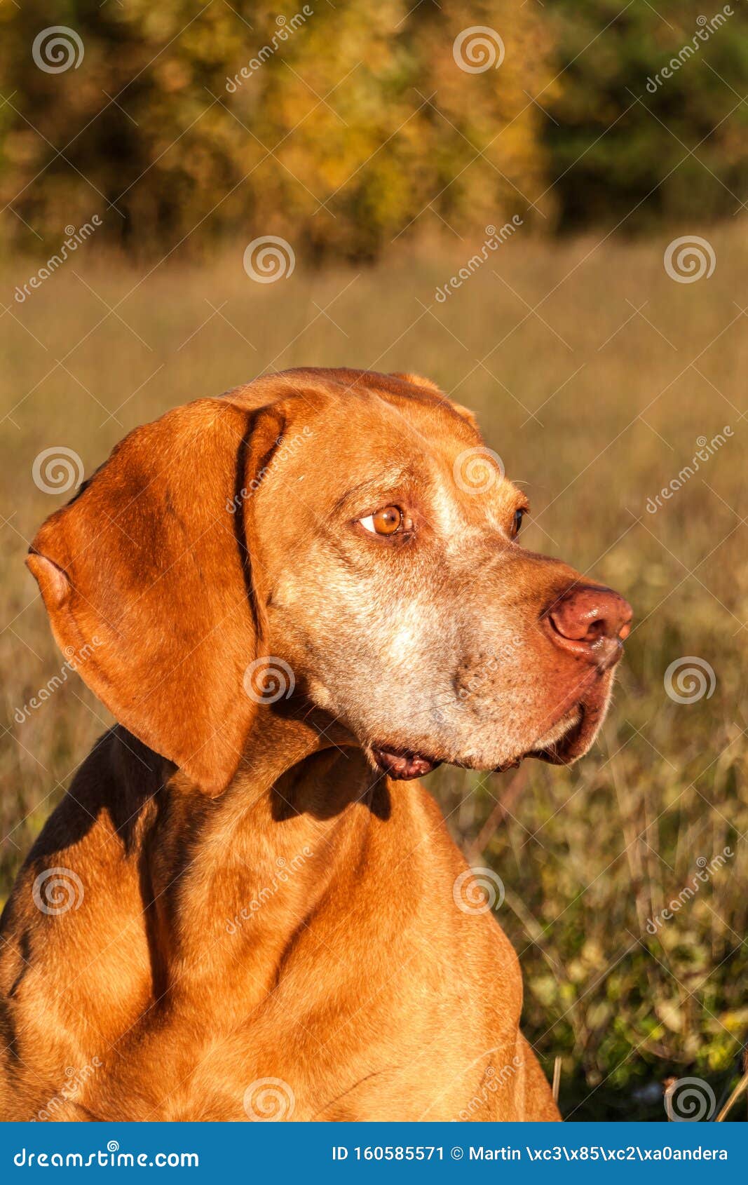 Hound. Gun Dog. Hungarian Pointer Vizsla. Dog Head Stock Image - Image ...